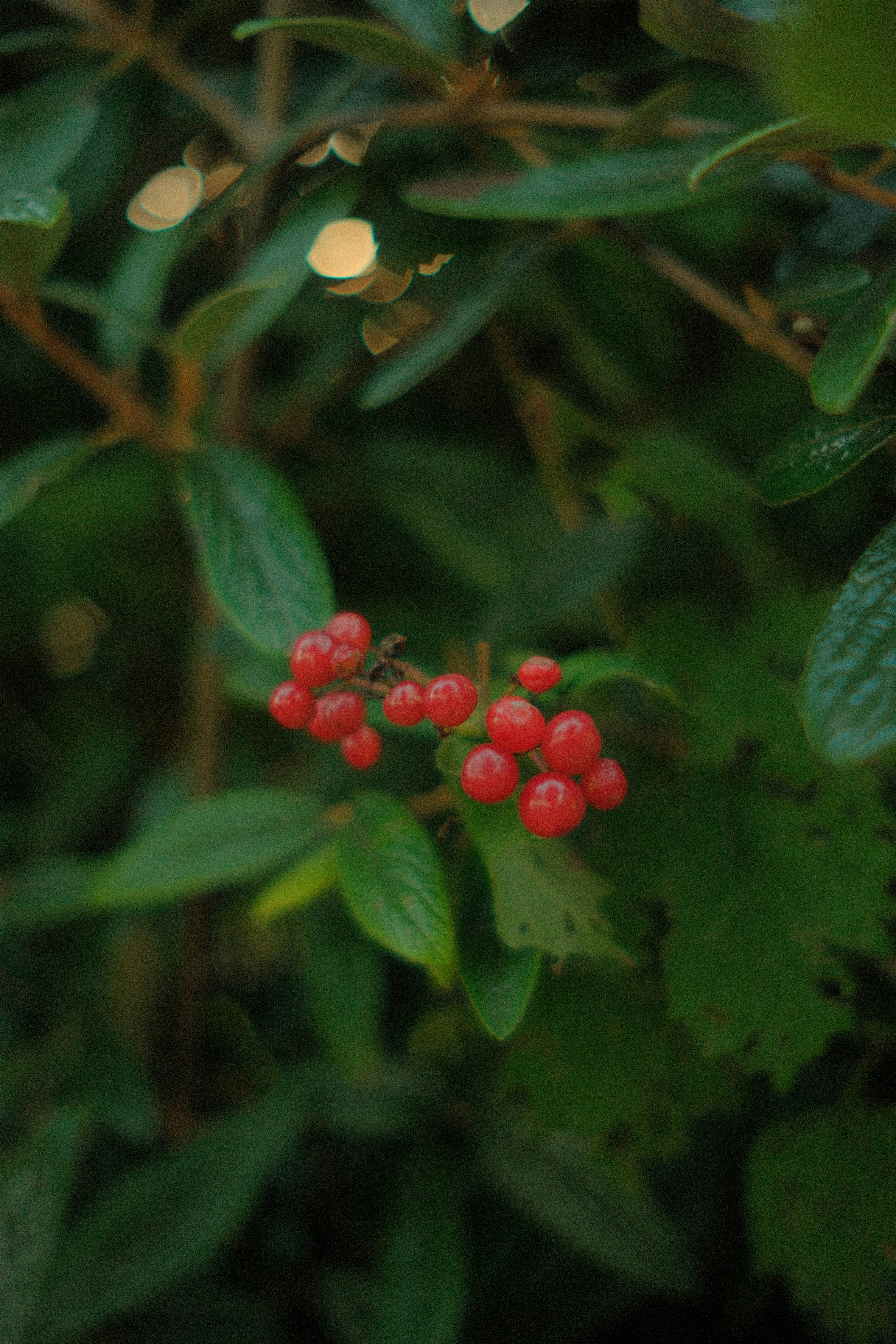A plant with red round fruit | Red berries on a leafy green bush