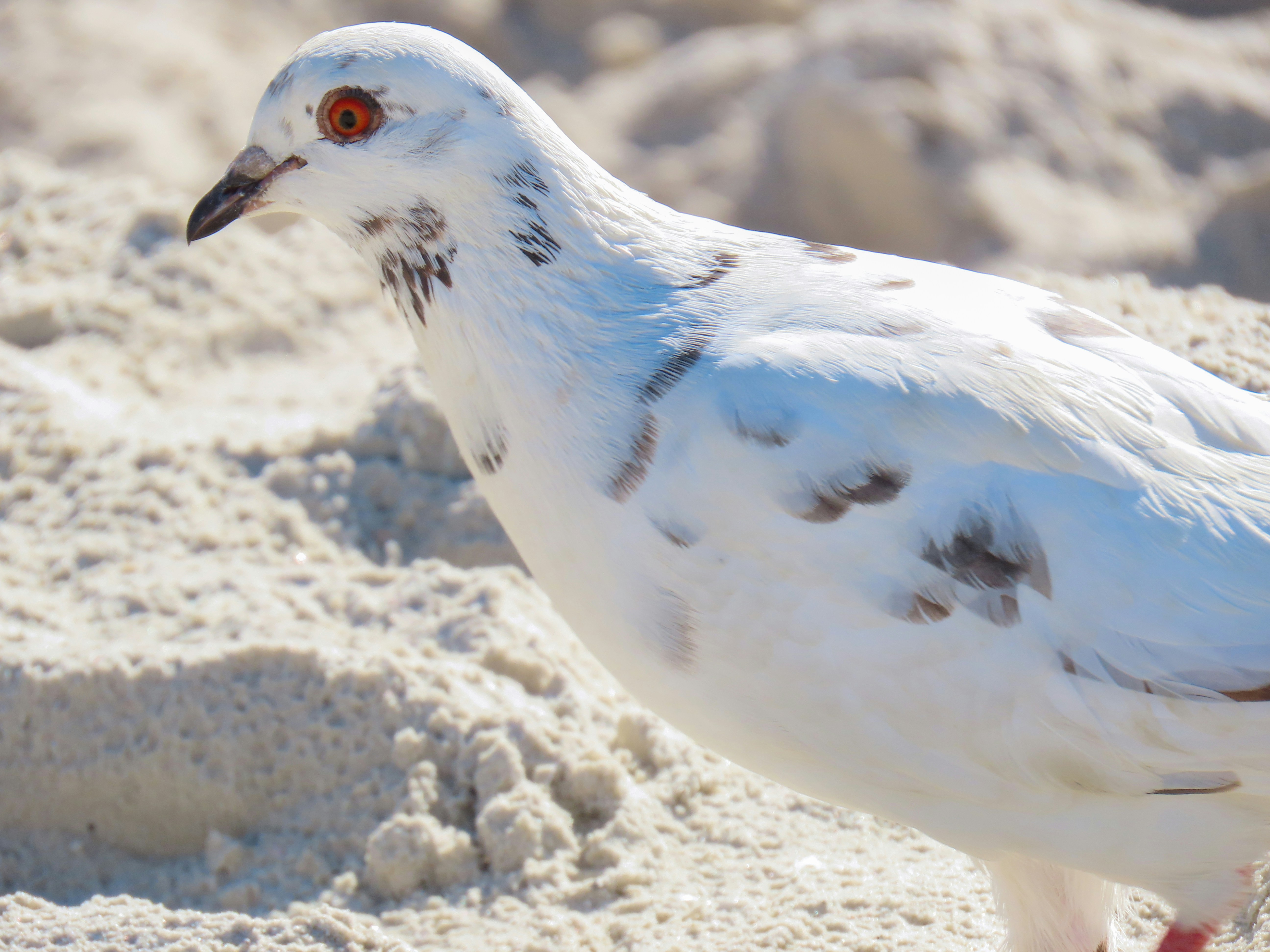 Pombo-doméstico/Rock Pigeon (Columba livia) | A white pigeon with brown spots on sand