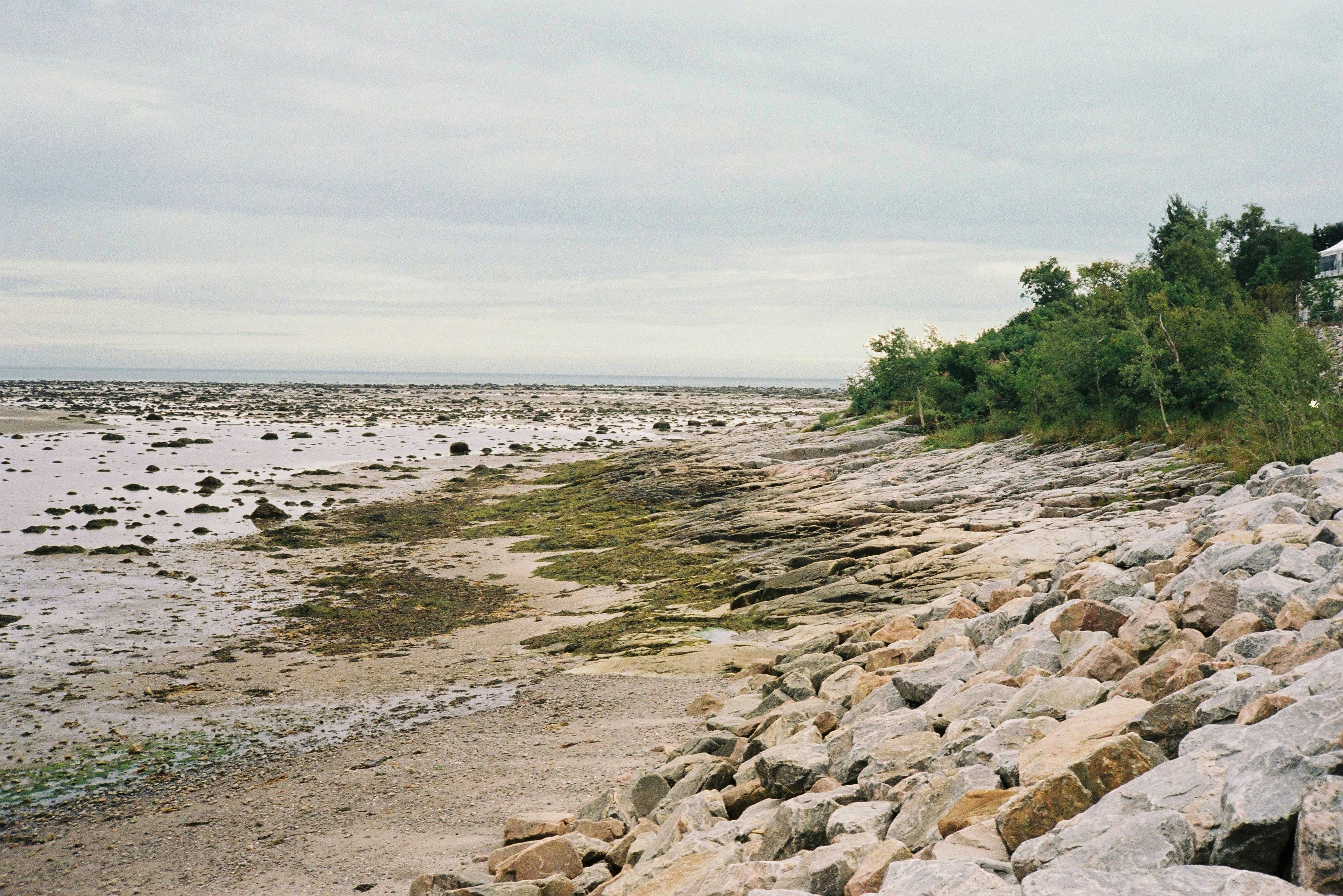 Whispers of the Tidal Shoreline