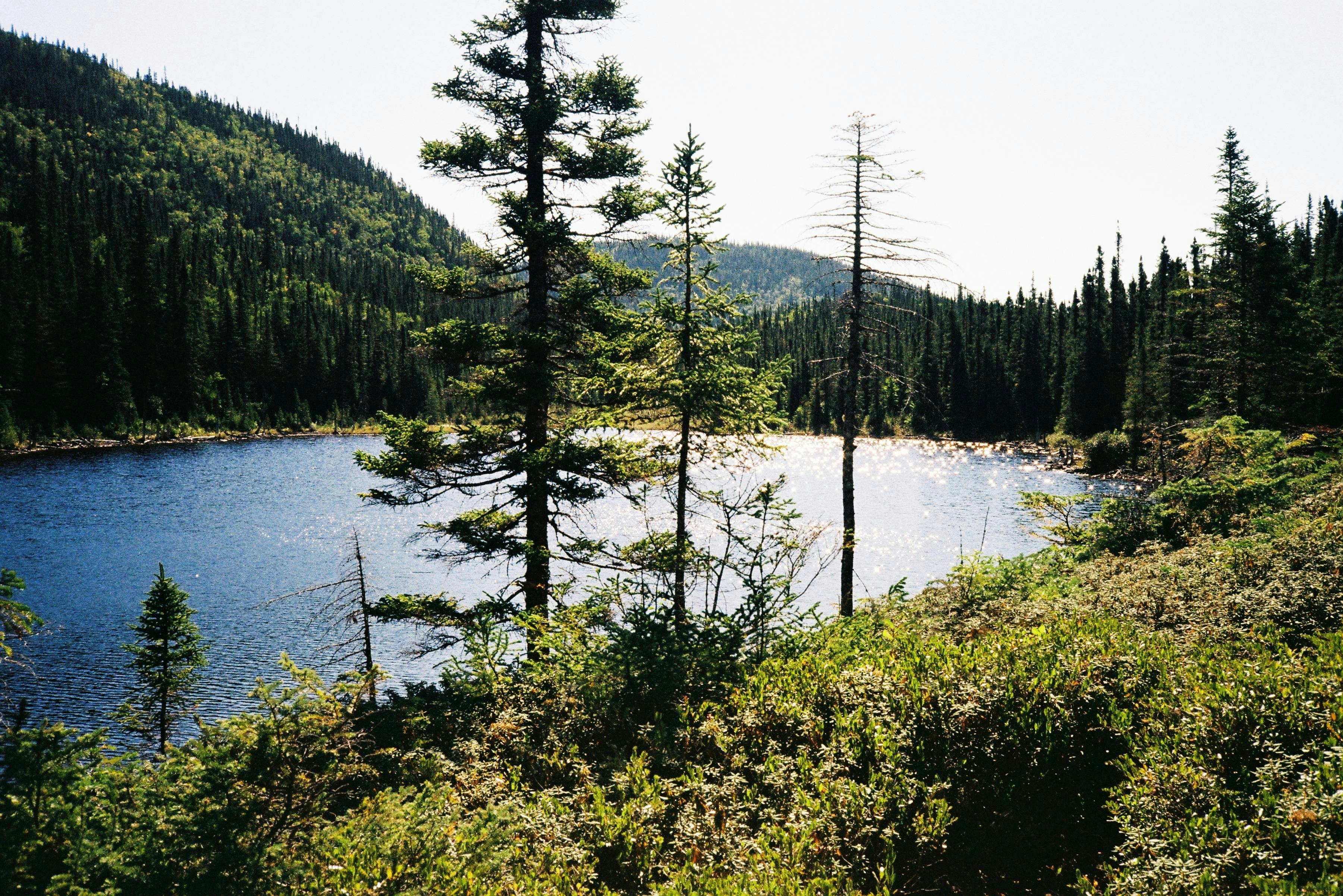Whispers of the Wilderness: A Serene Lakeside Escape