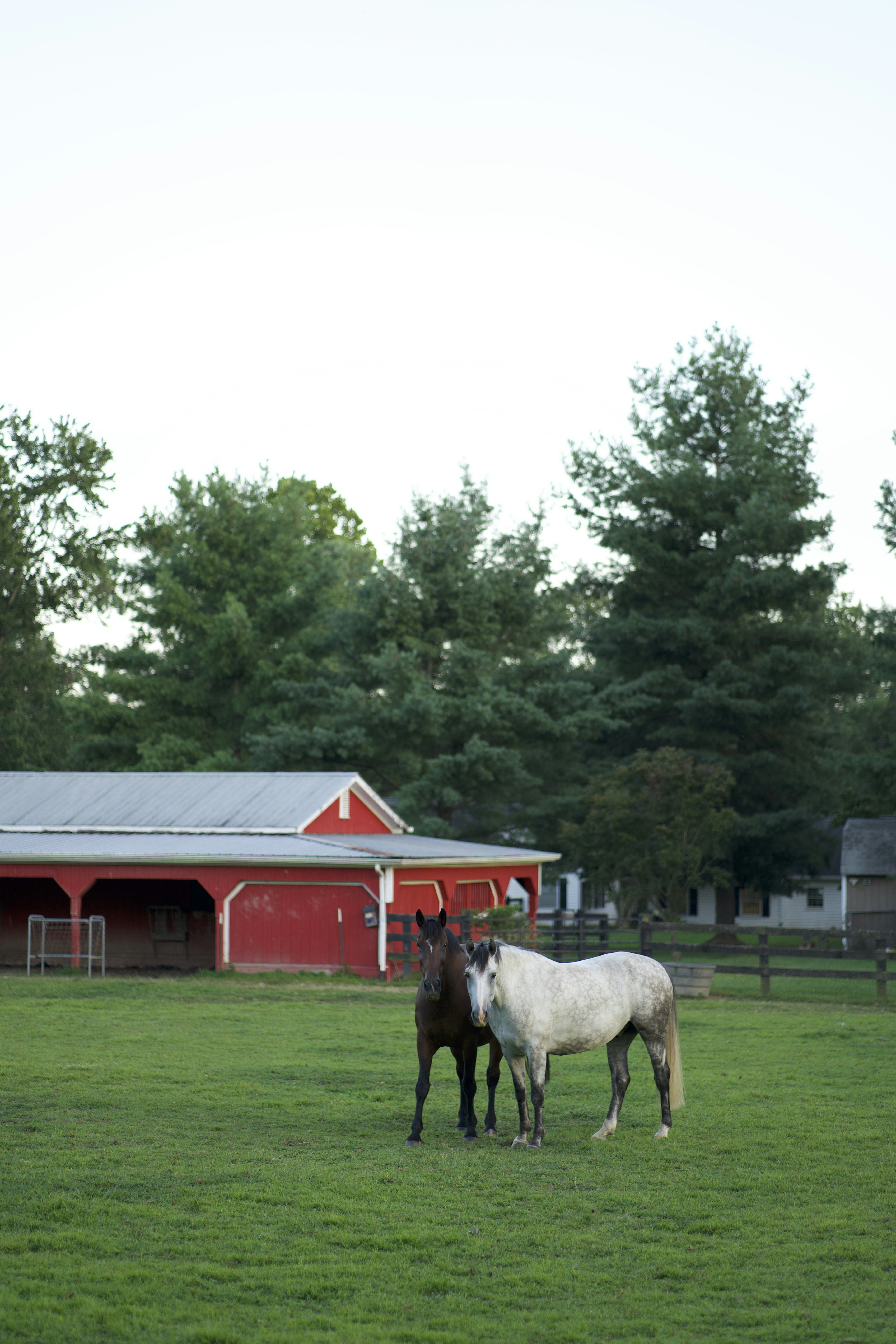 Harmony in the Pasture: A Serene Encounter