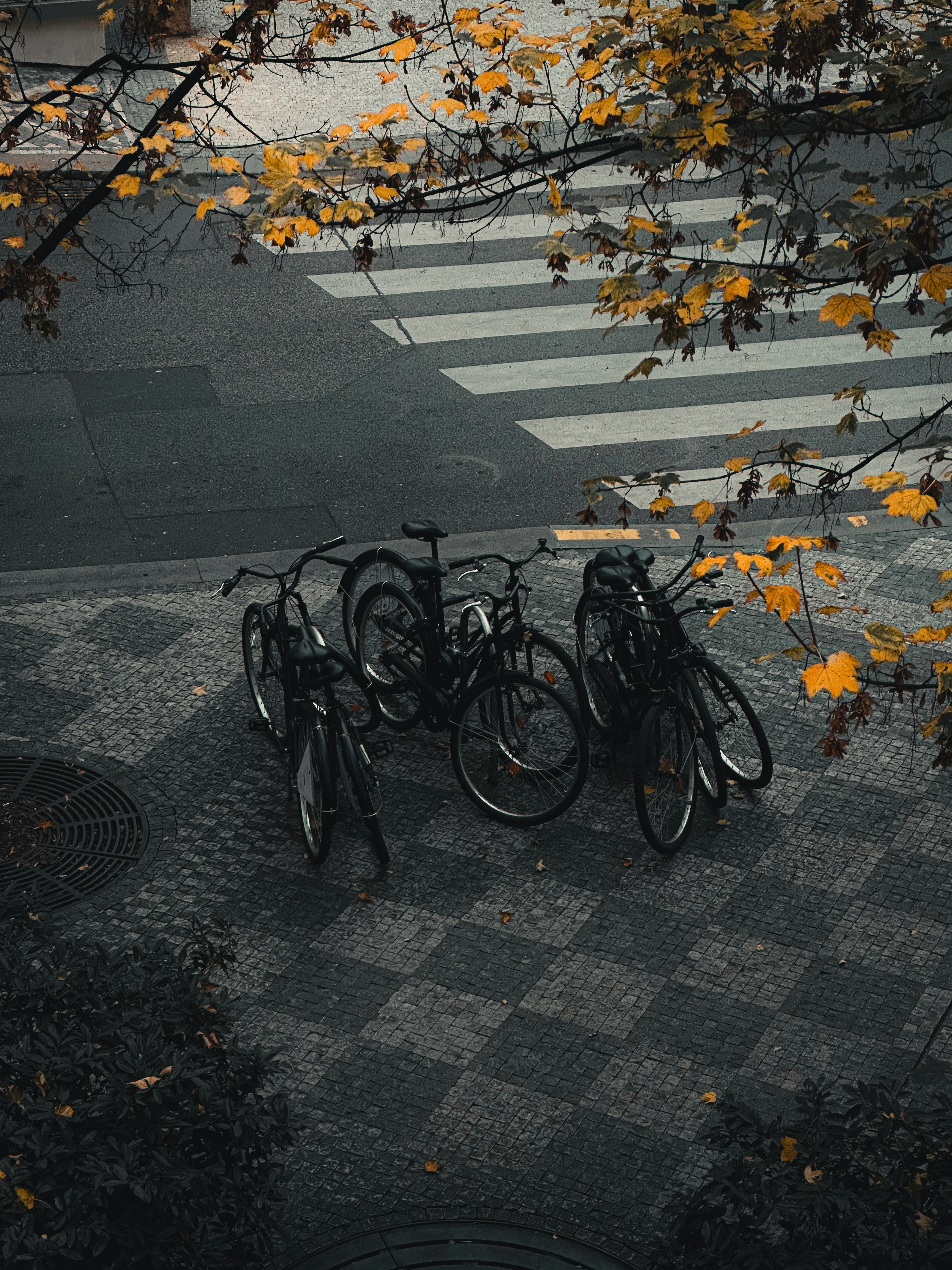 Urban Cycle Haven Amidst Autumn Hues