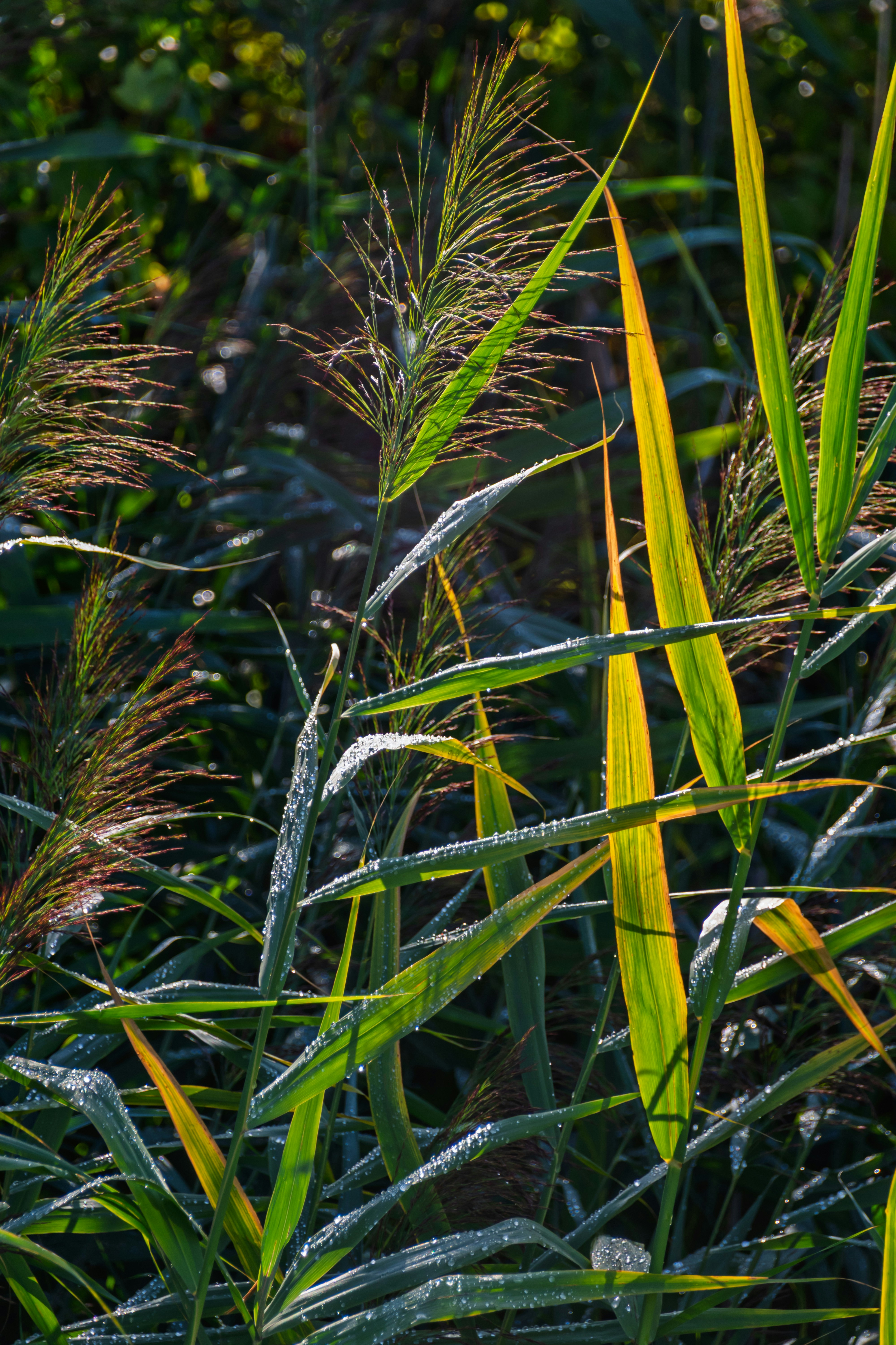 Whispers of the Morning Dew