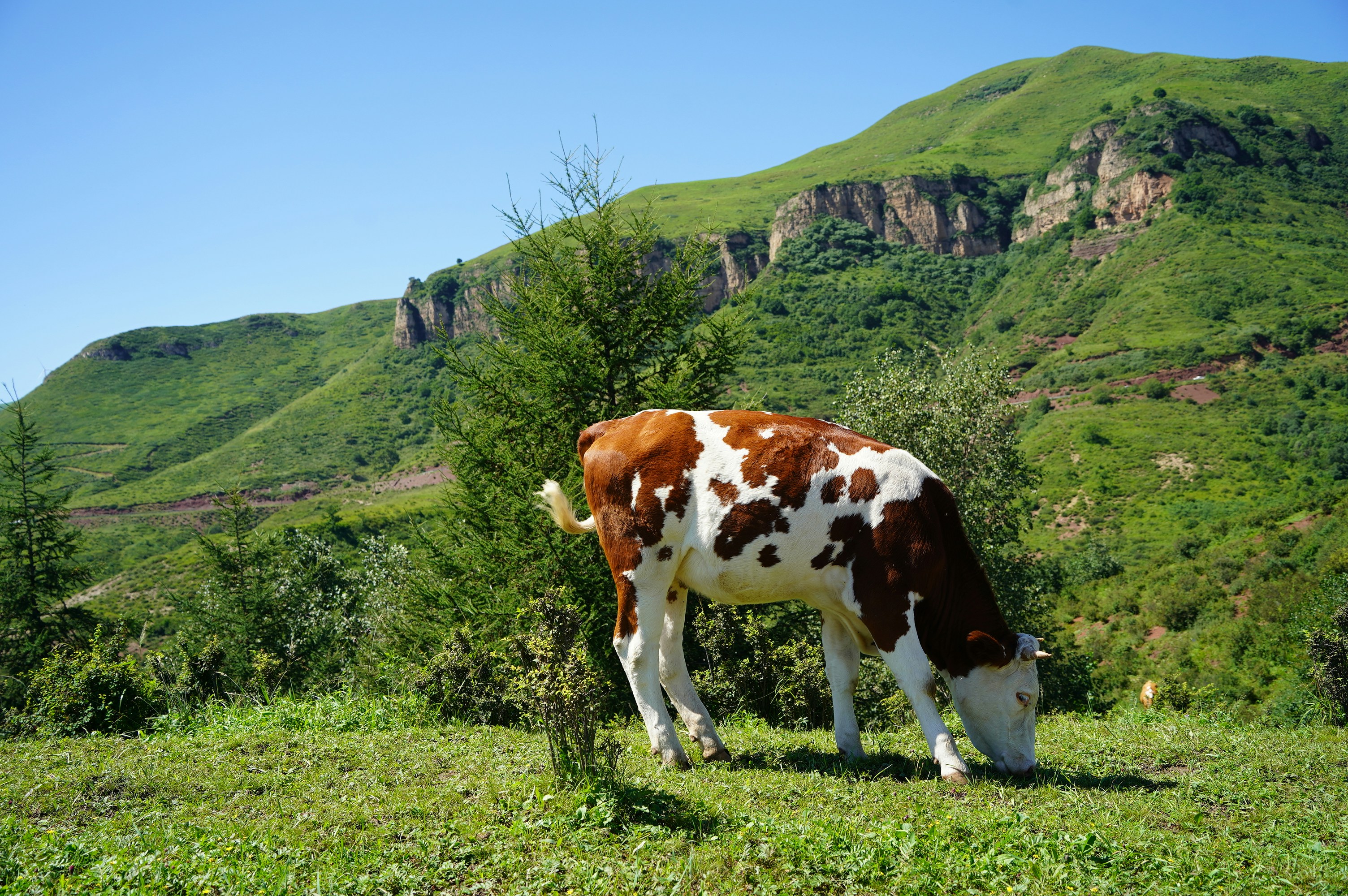 A brown and white cow grazes in a green field.