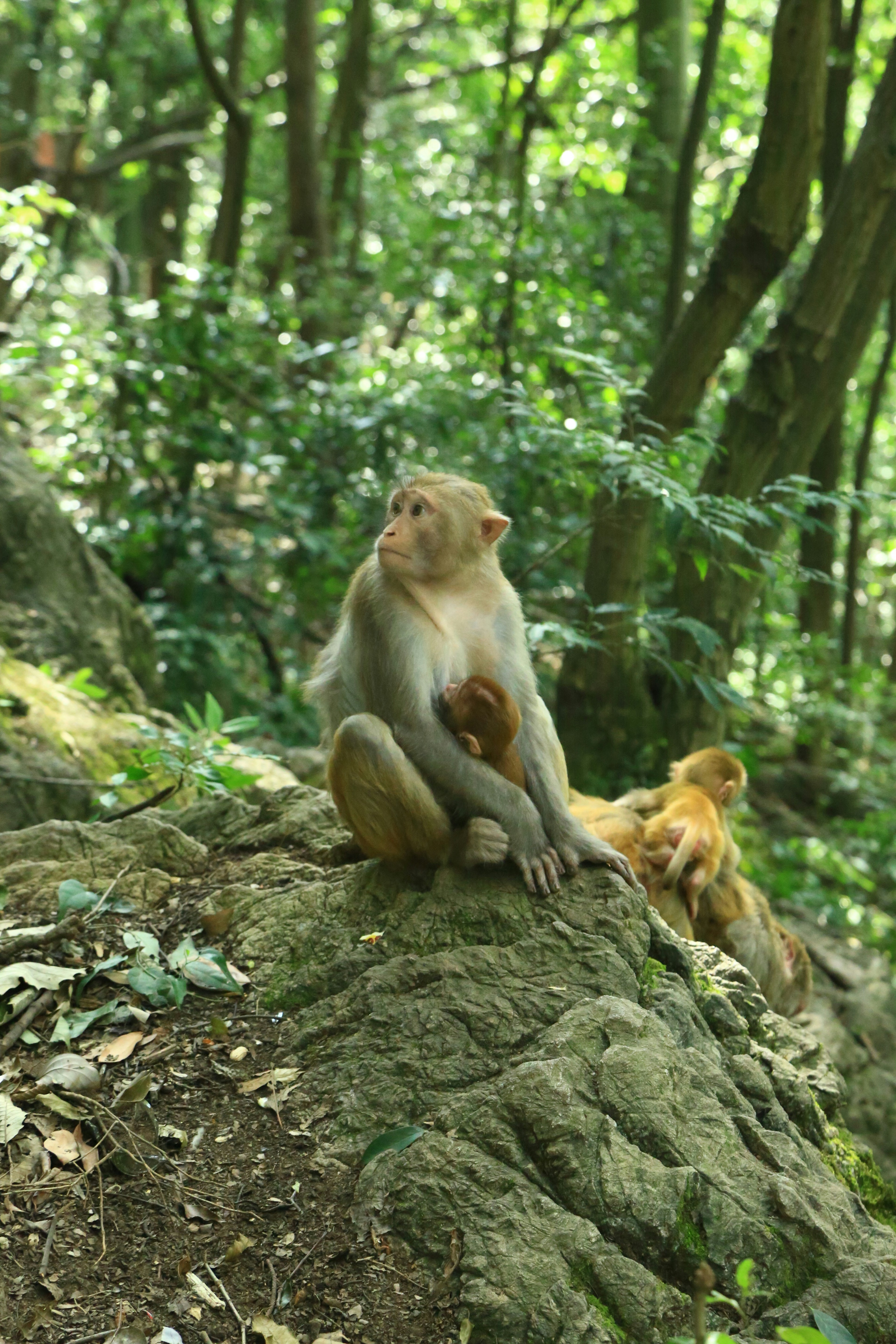 Mossy Rock Watchers: Monkeys Rest in Dappled Forest Light