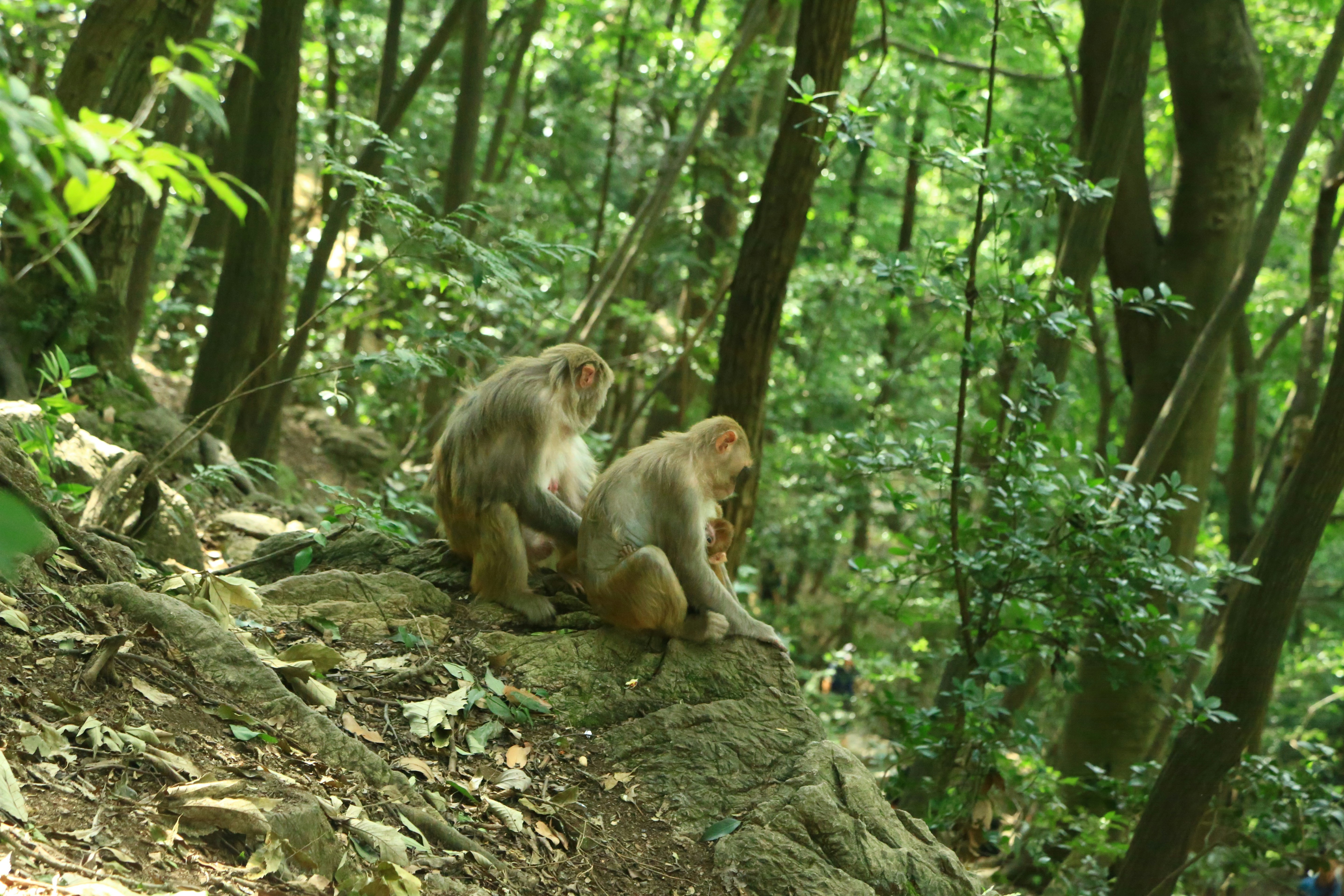 Macaque Moment: Two Simian Companions on a Mossy Forest Rock