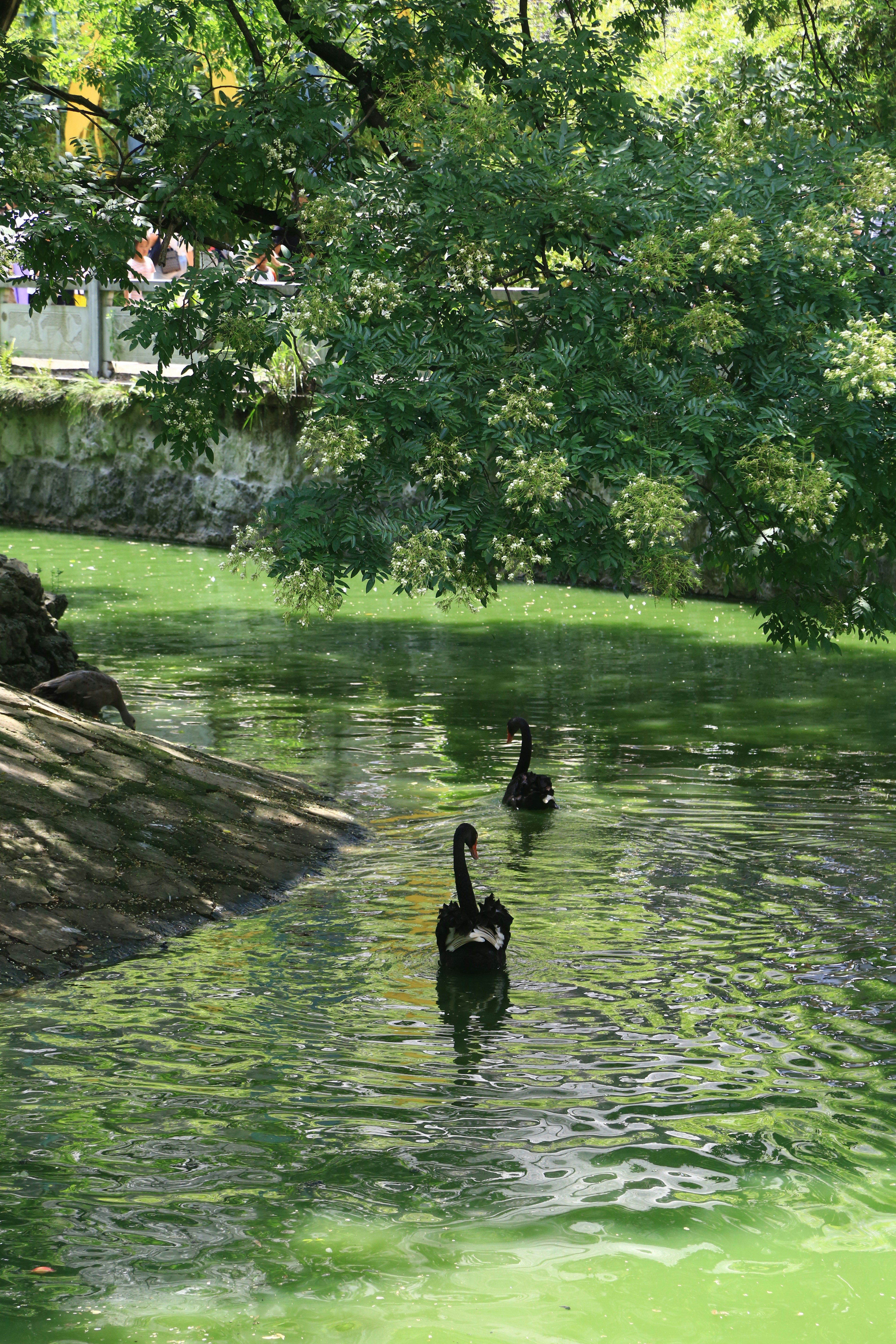 Two black swans swim in a green pond.