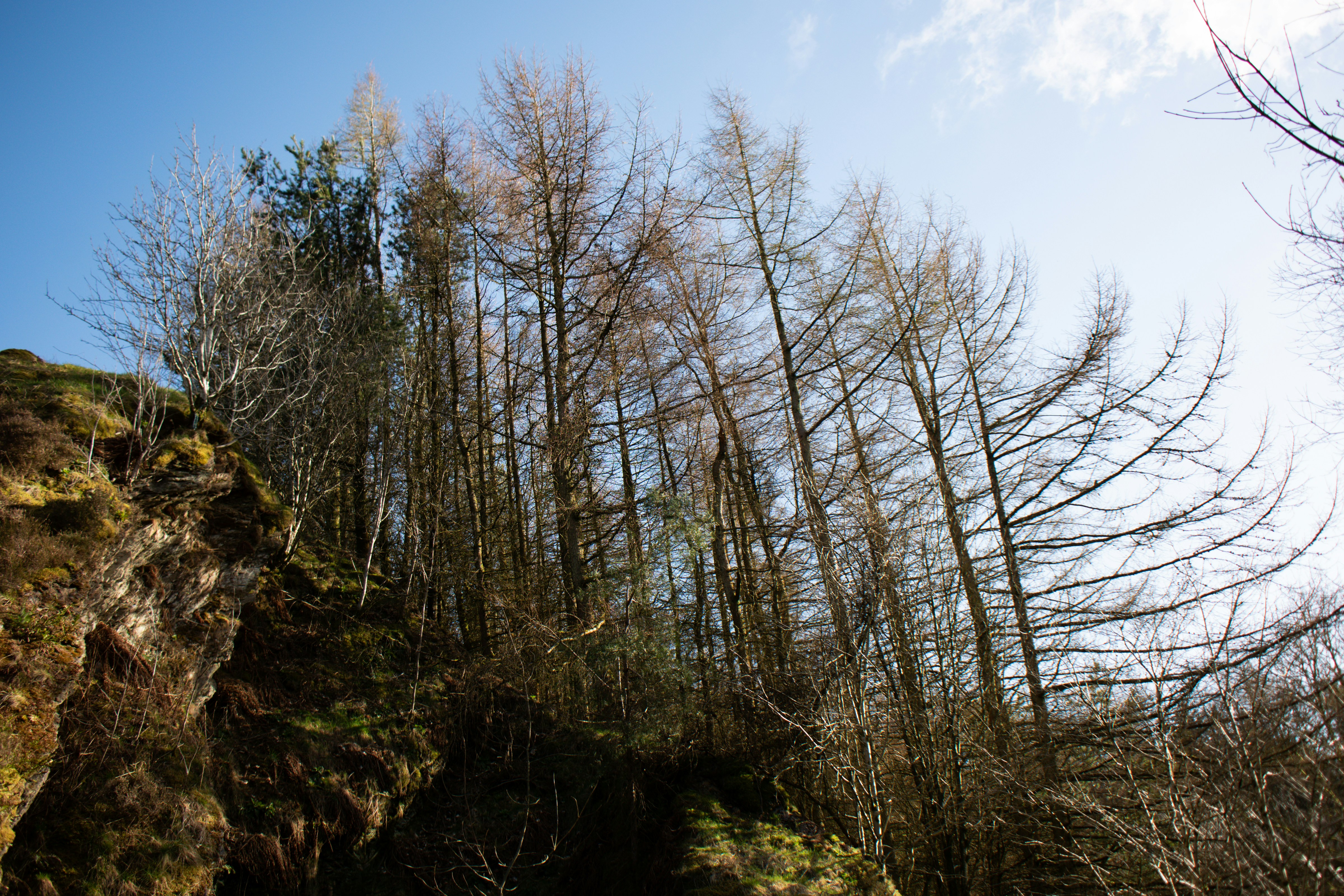 Skeleton Pines Along a Cliff Under a Clear Highland Sky