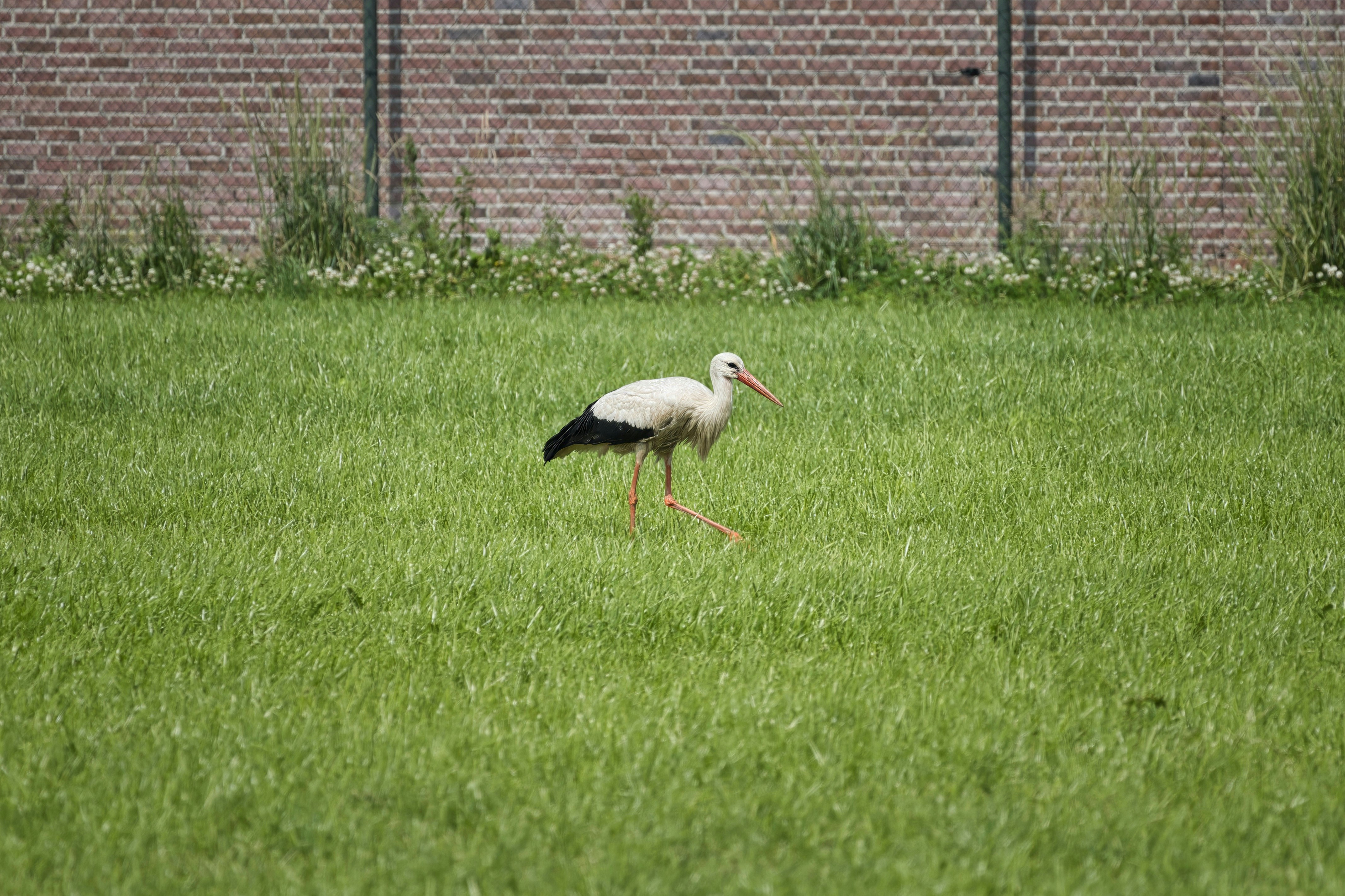 Graceful Stork in a Verdant Meadow