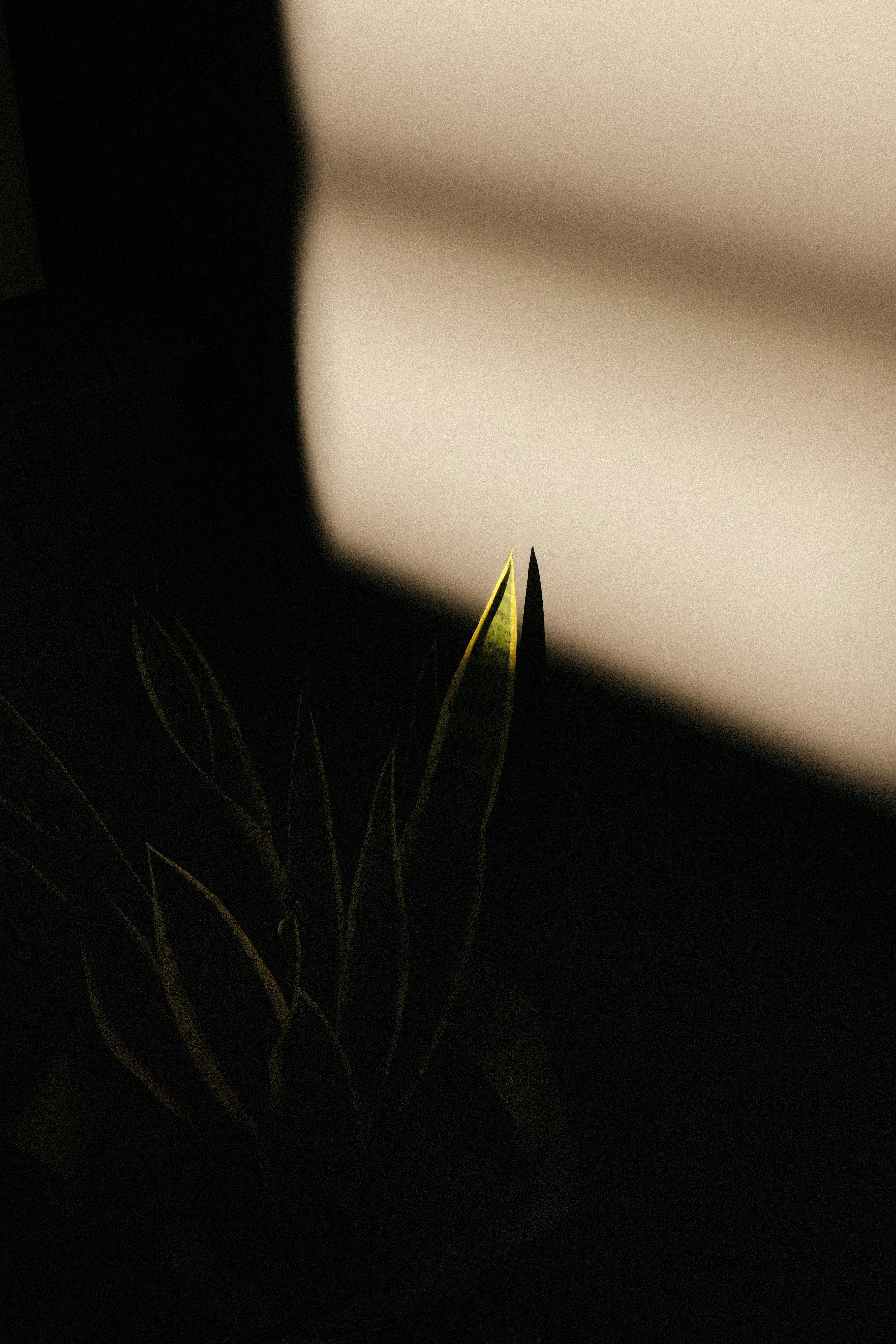 Snake plant leaves catching sunlight in dark room