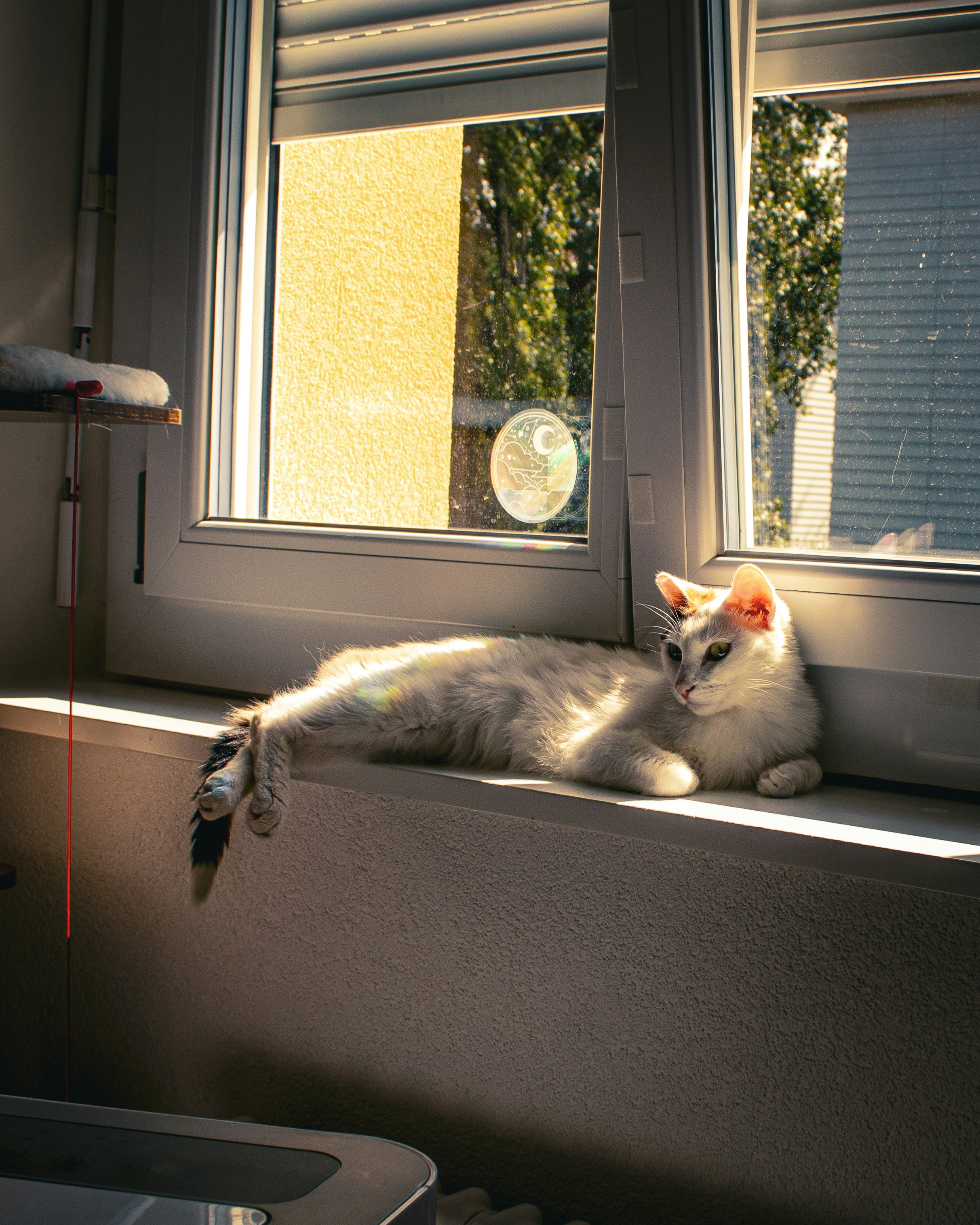 Sunlit Serenity: A Cat's Afternoon Retreat