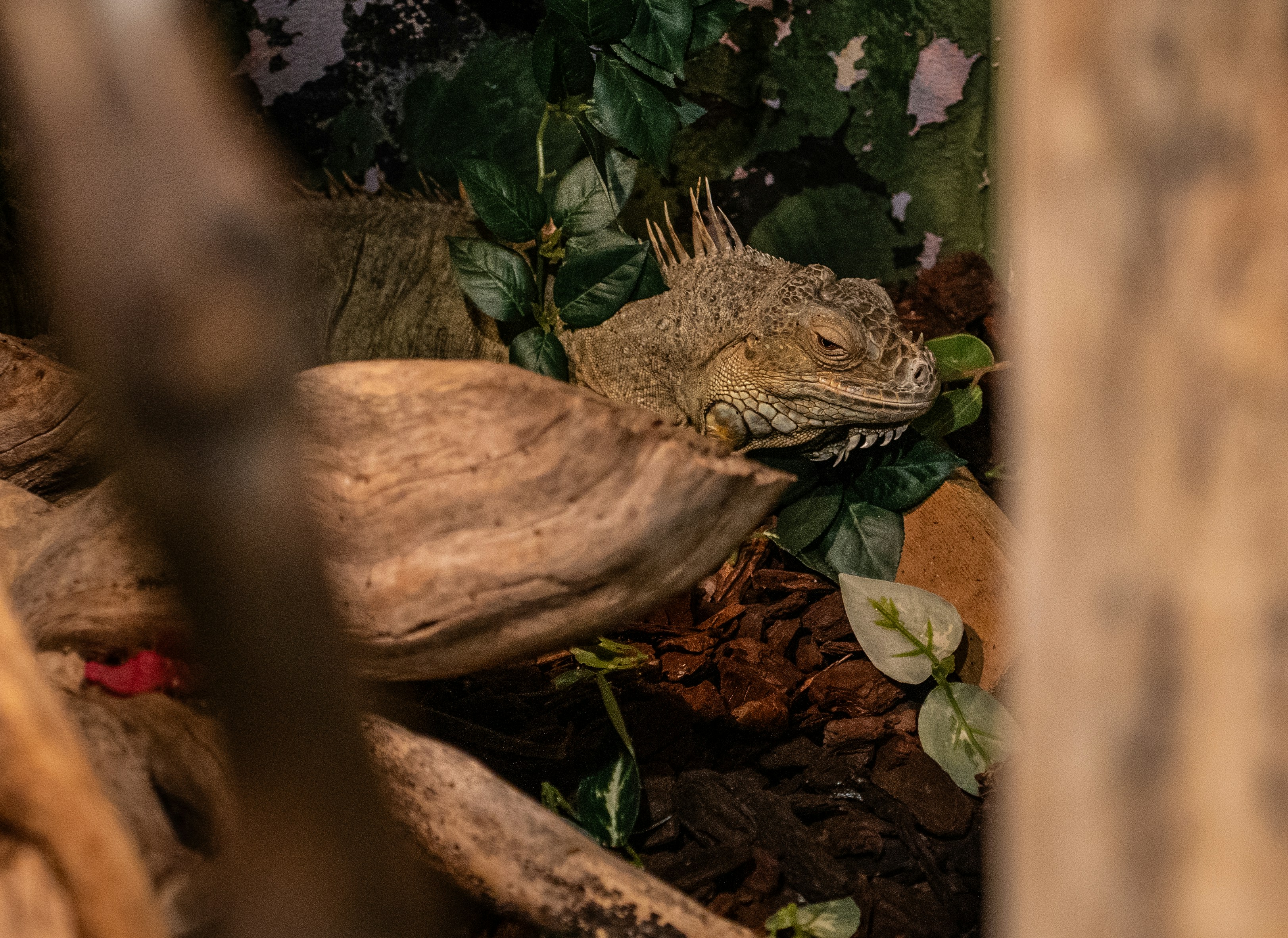 A lizard rests on a log surrounded by greenery.