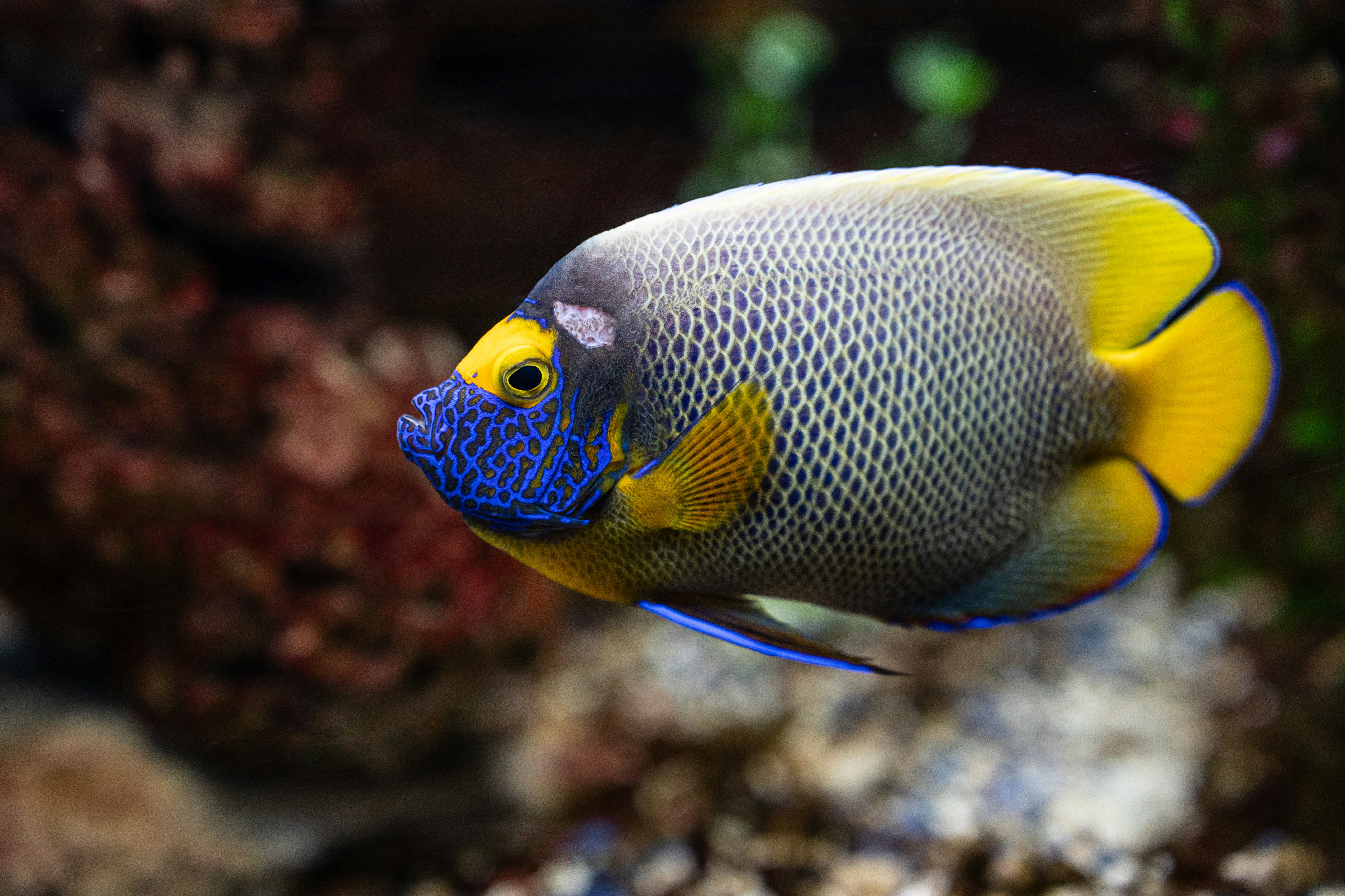 A colorful angelfish swims in a coral reef.