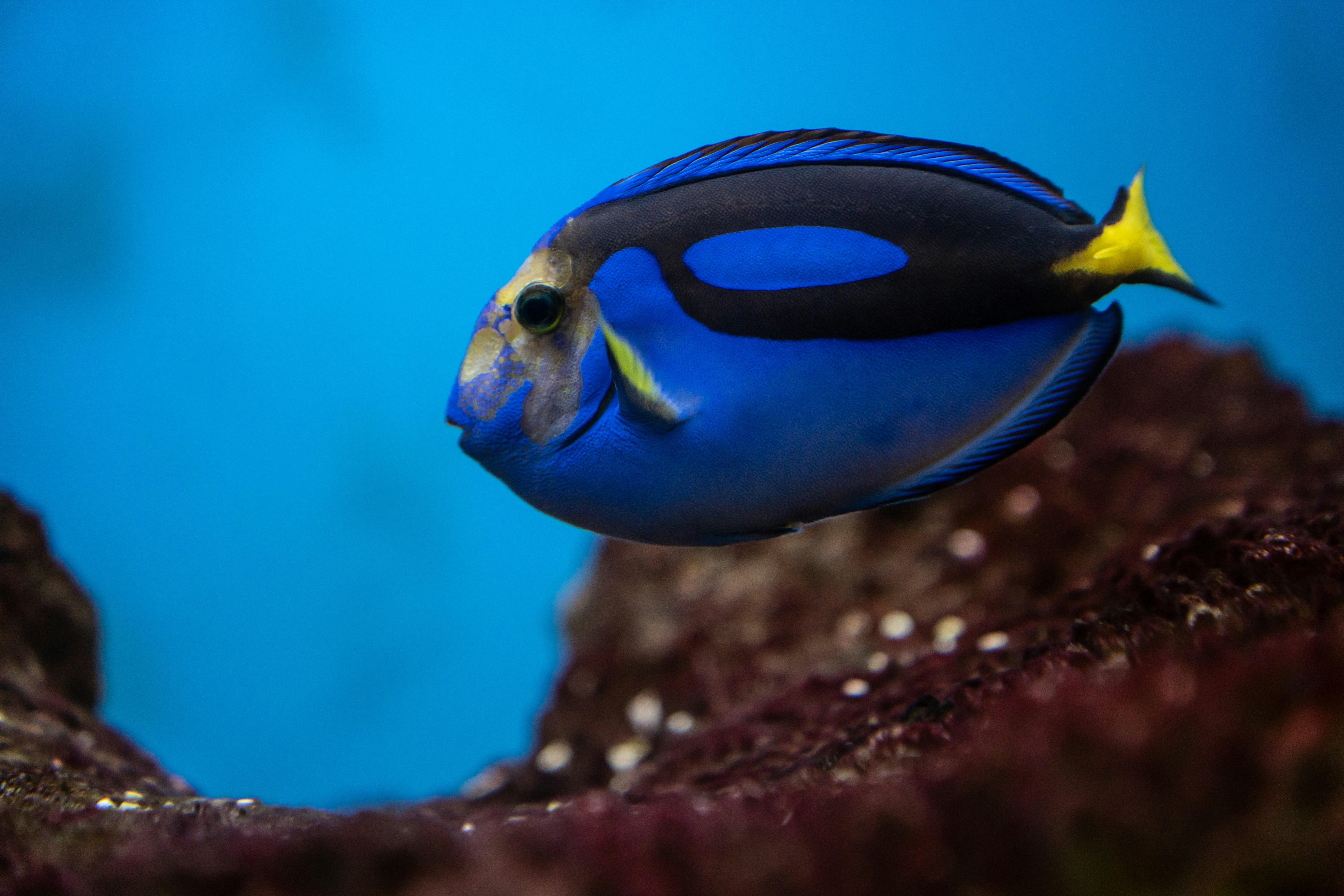 A vibrant blue tang fish swims near coral.