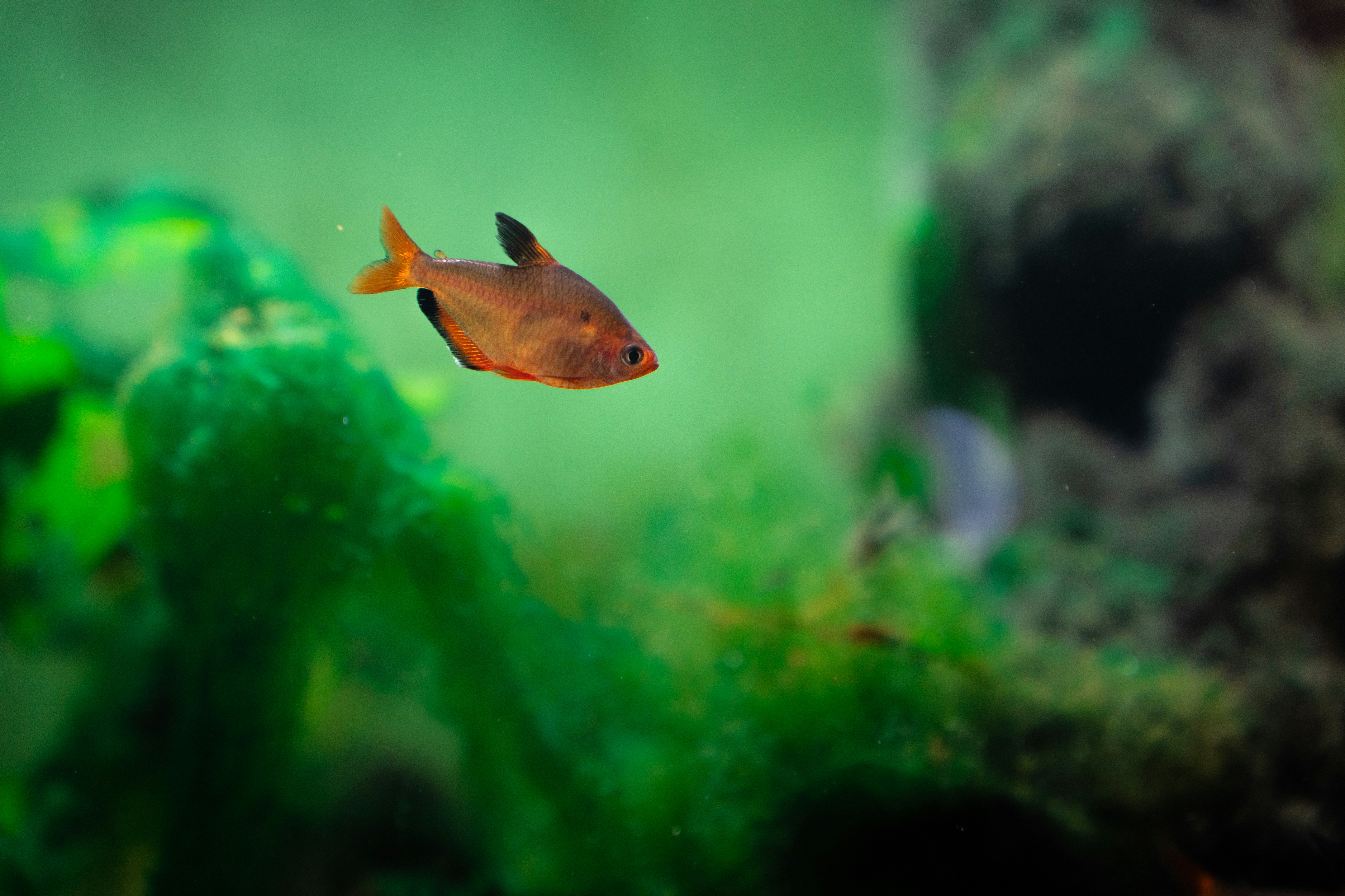 A Glimpse into Aquatic Serenity