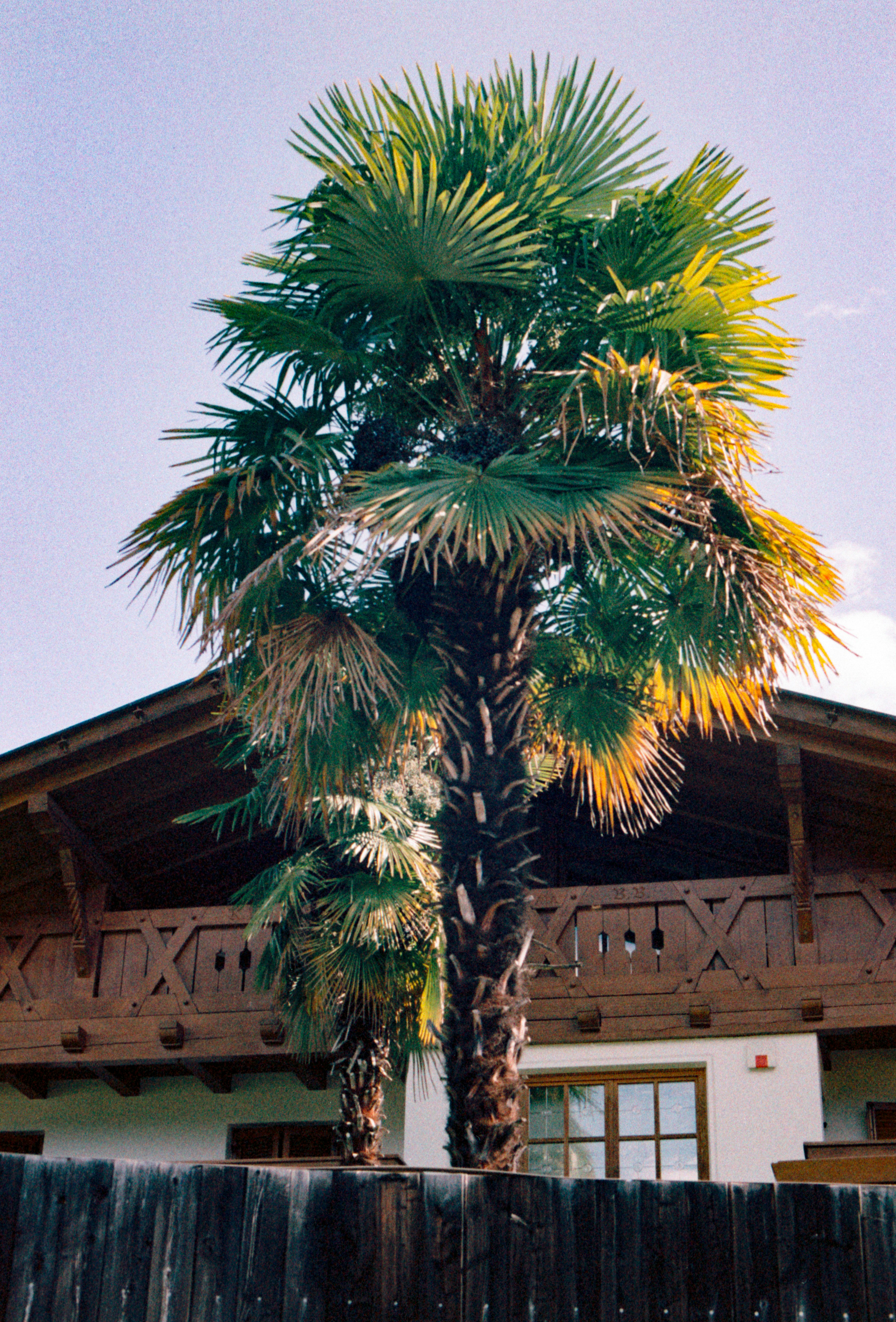 Tropical Serenity: A Palm's Embrace
