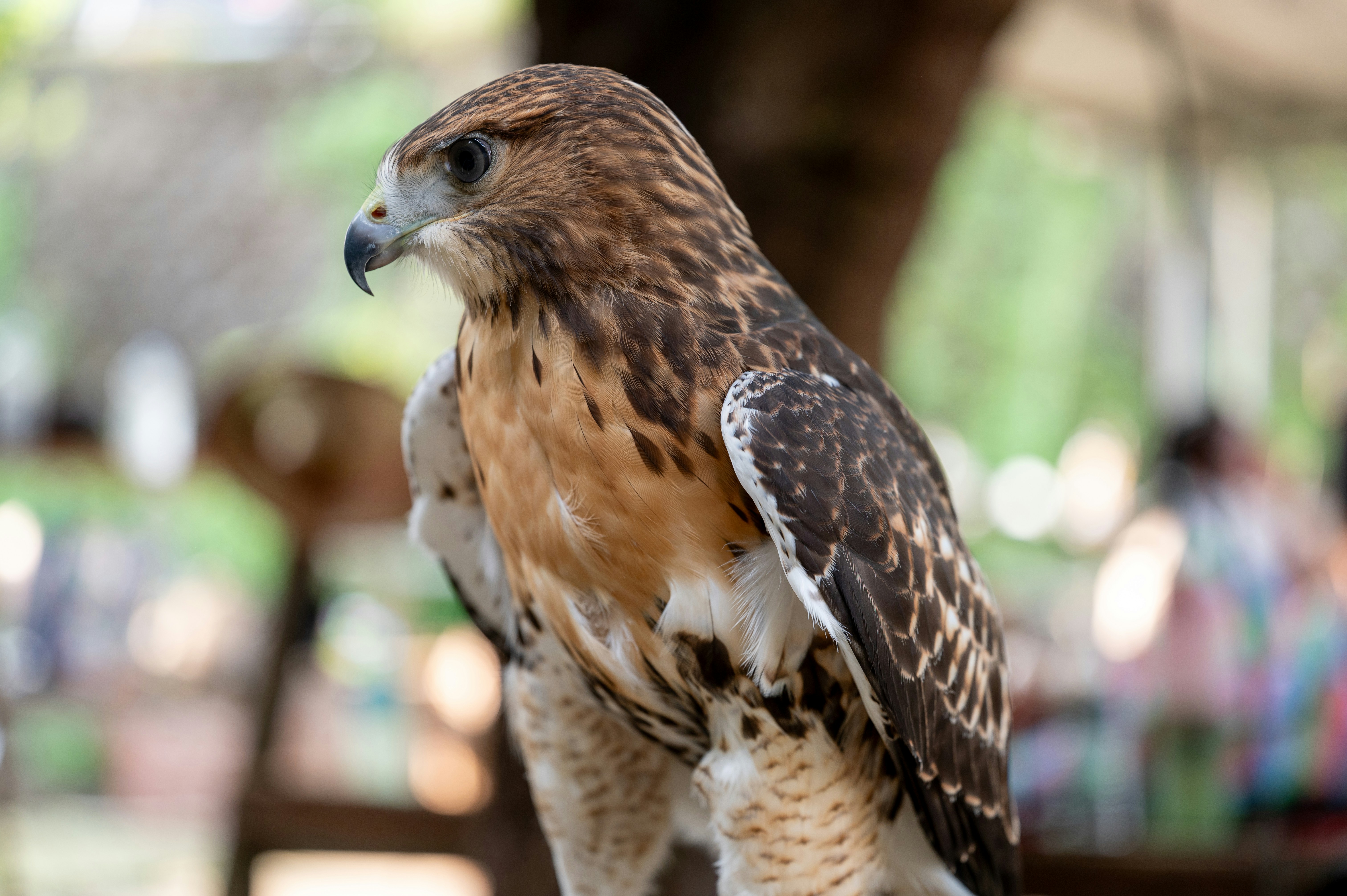 A hawk with brown and white feathers sits outdoors.