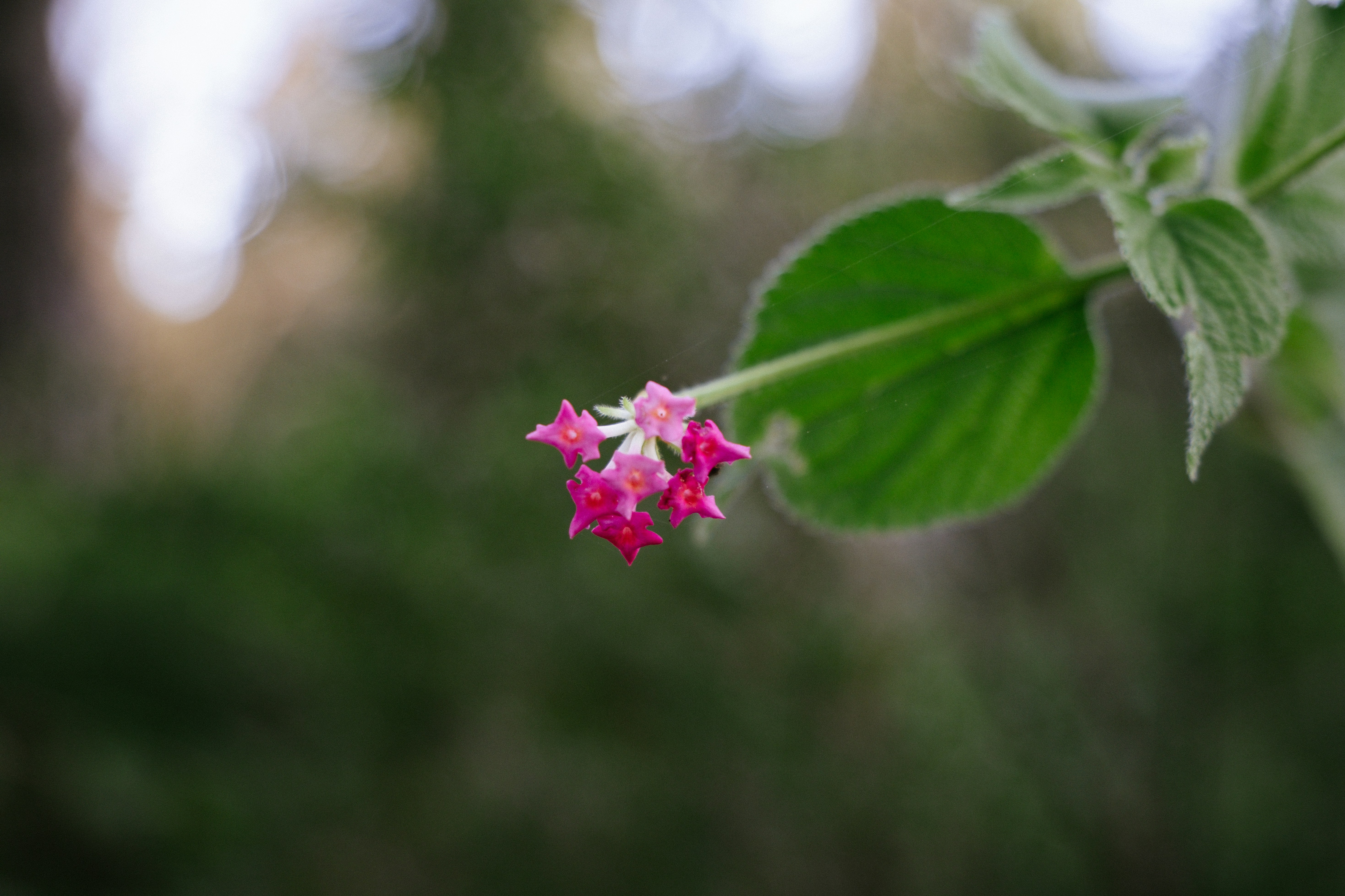 Whispers of Nature: A Floral Encounter