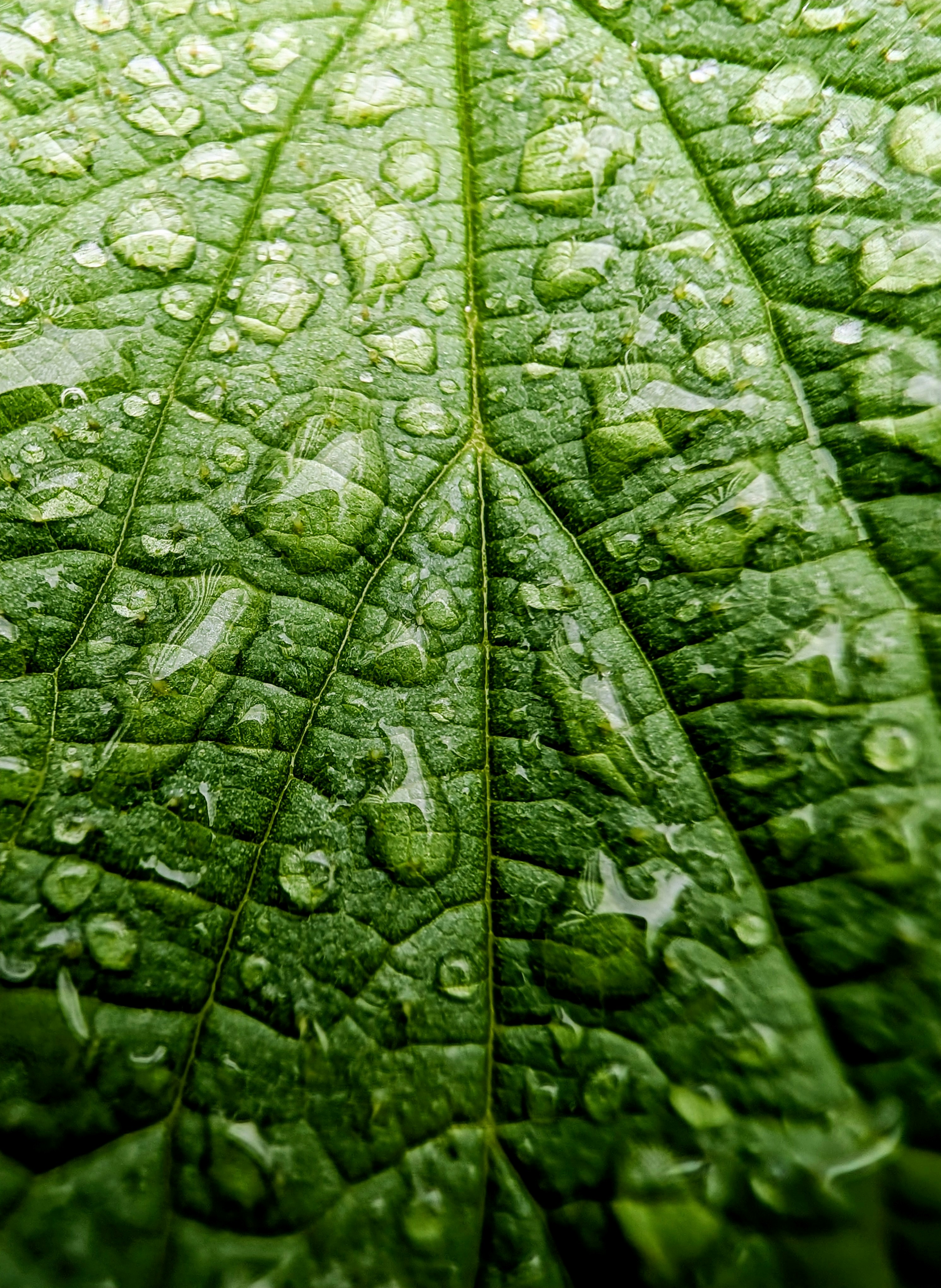 Stinging nettle leaf with water droplets | Close-up of a green leaf covered in water droplets.
