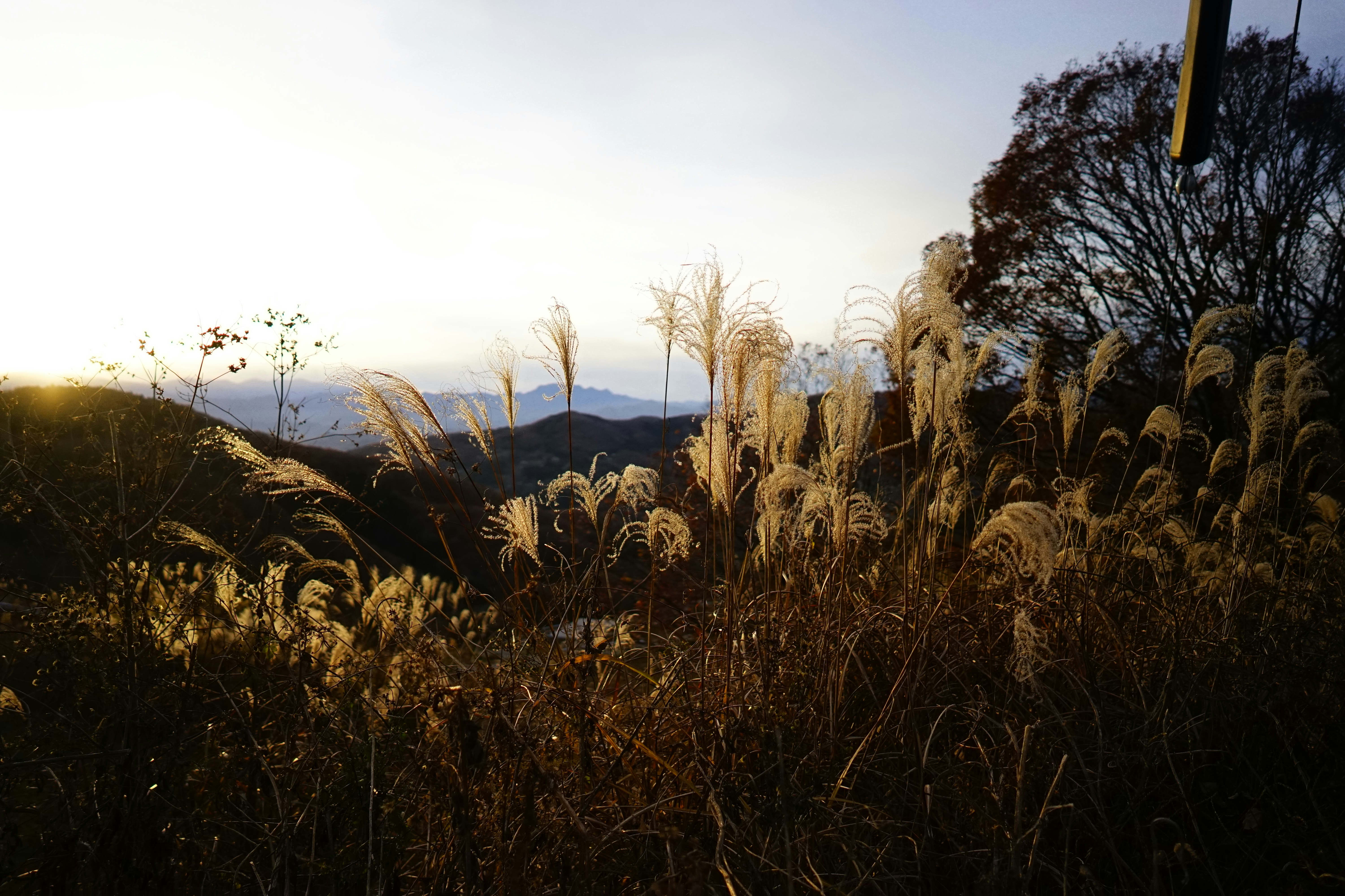 Golden grasses sway gently in the twilight, framed by distant mountains under a soft sunset glow.