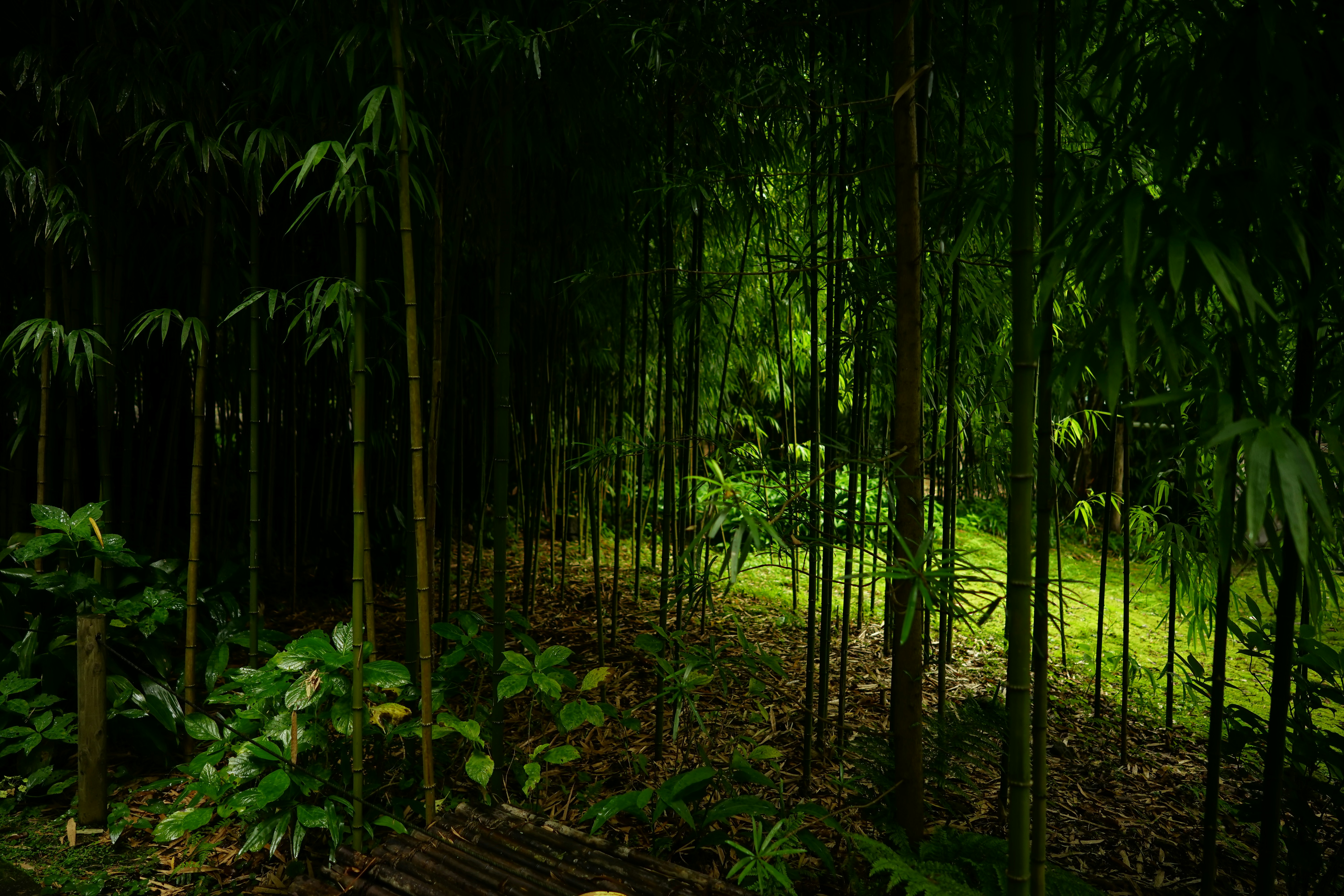 A dark bamboo forest path with glowing green foliage.