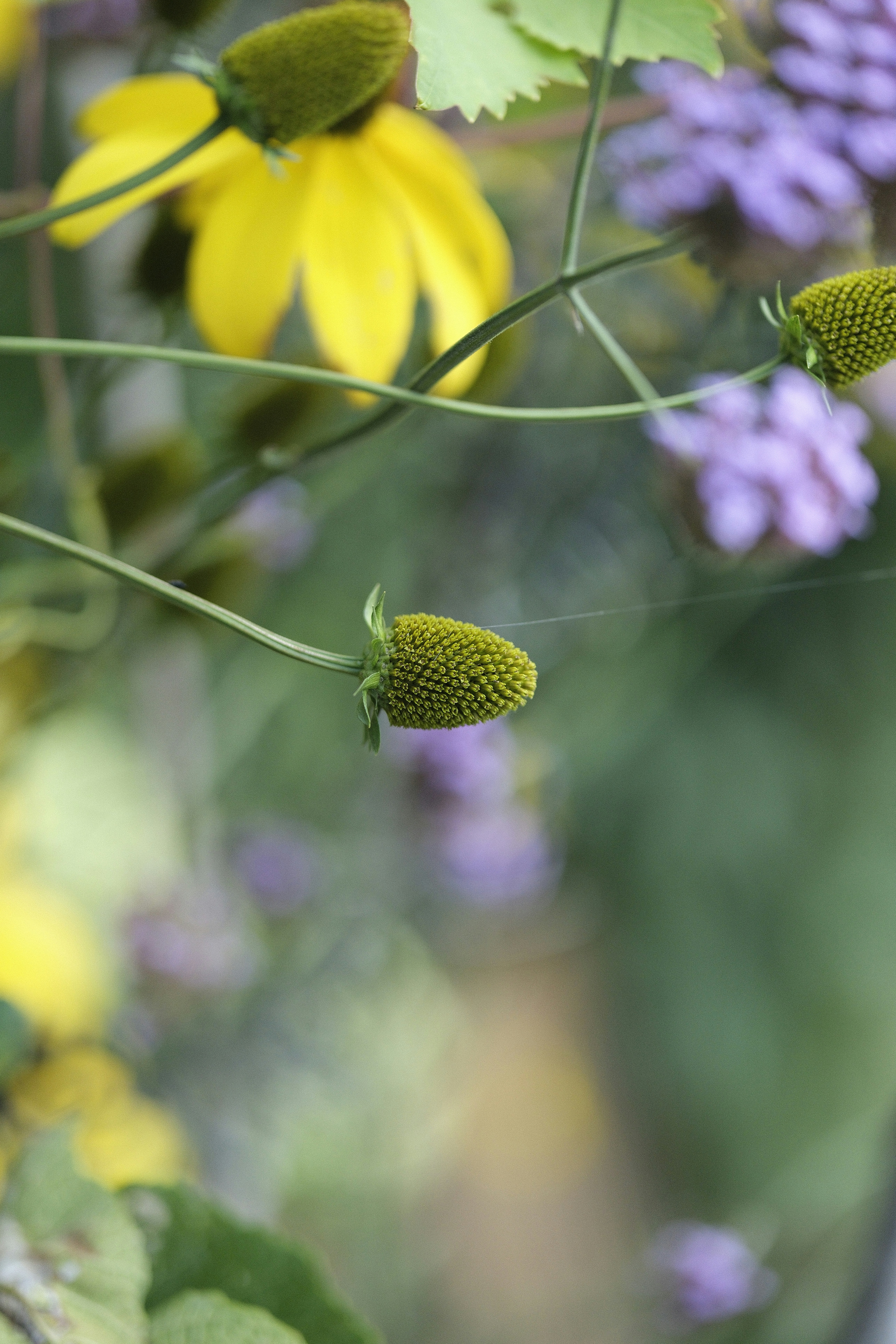 Nature's Intricate Tapestry: A Close-Up Encounter