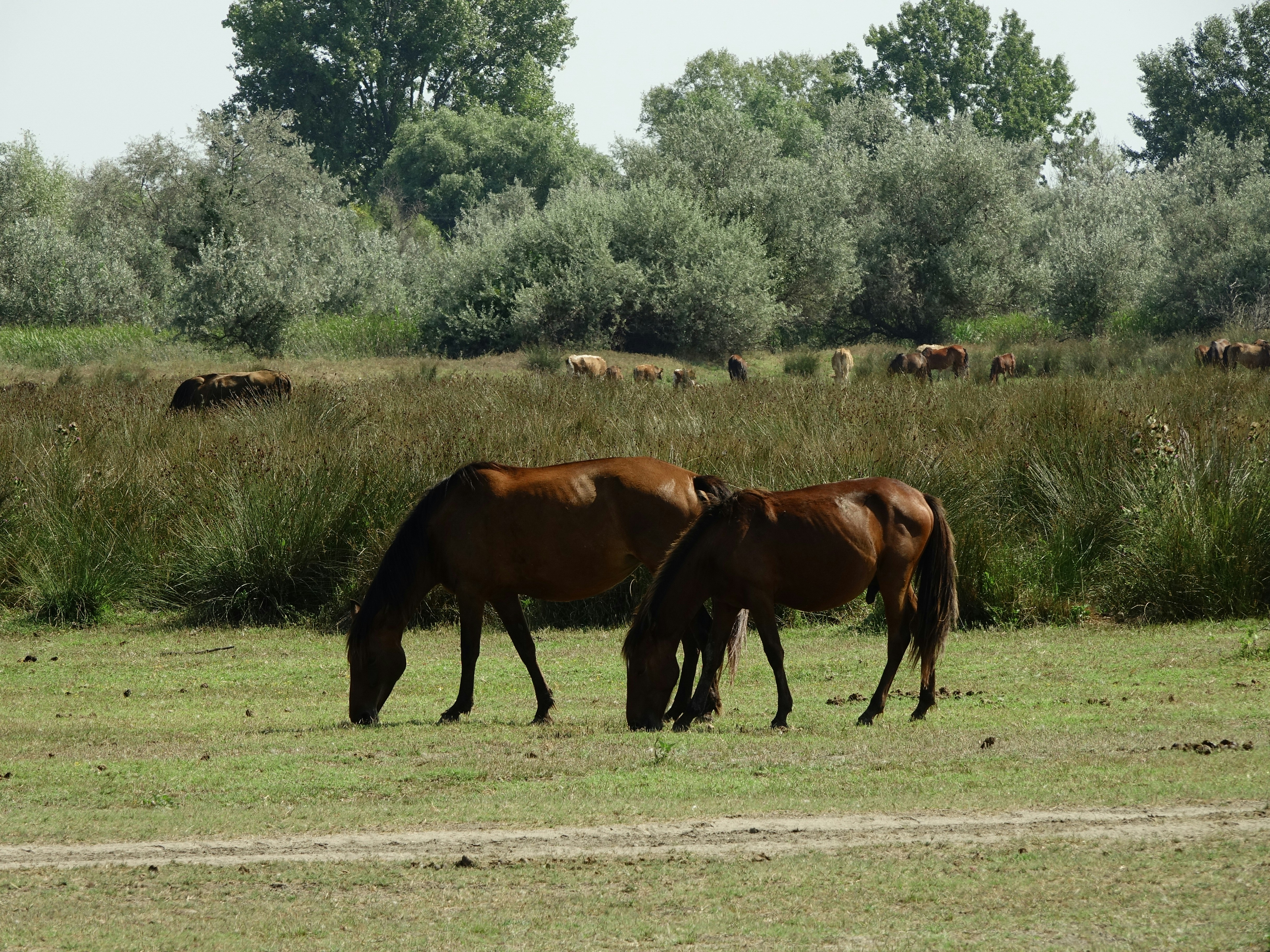 Two wild horses grazing in Letea Danube Delta | Two horses grazing in a grassy field with trees.
