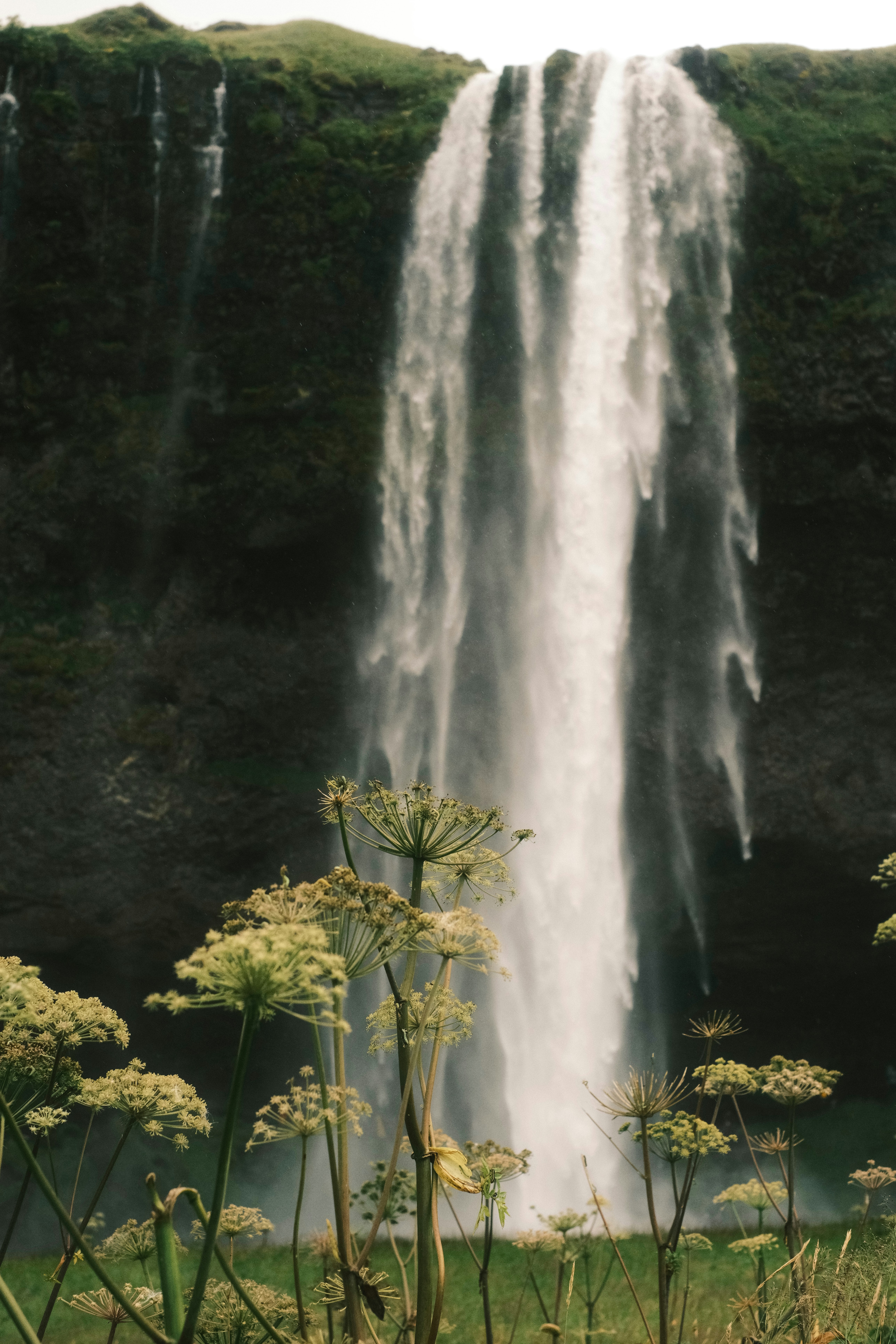 Nature's Cascade: A Floral Embrace