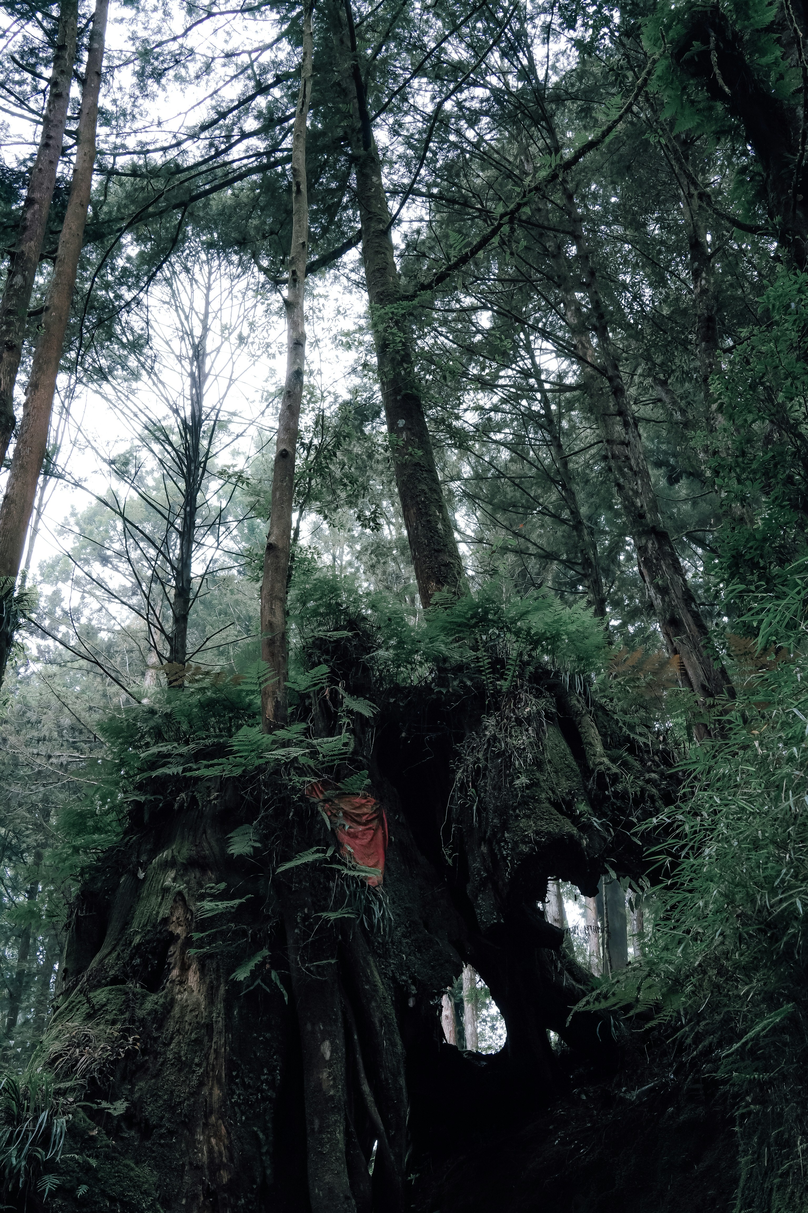 Whispers of the Ancient Grove