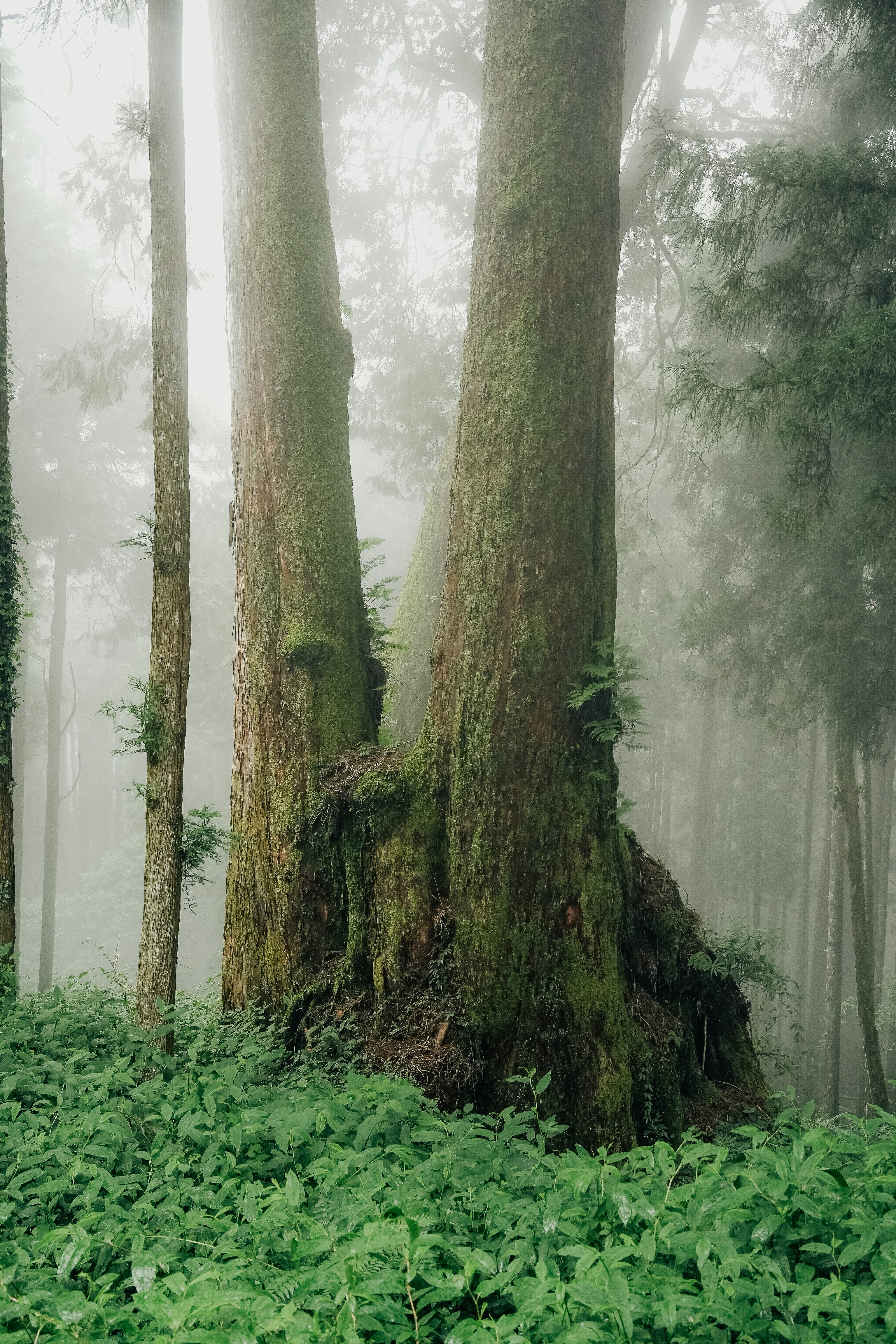 Whispers of the Ancient Forest