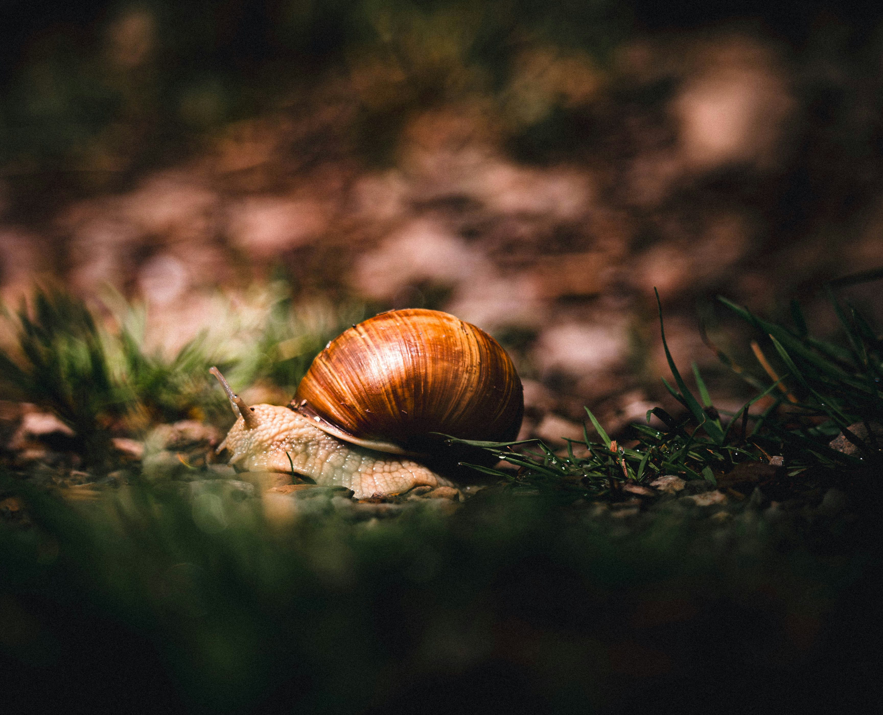 A snail rests on a leaf in the grass