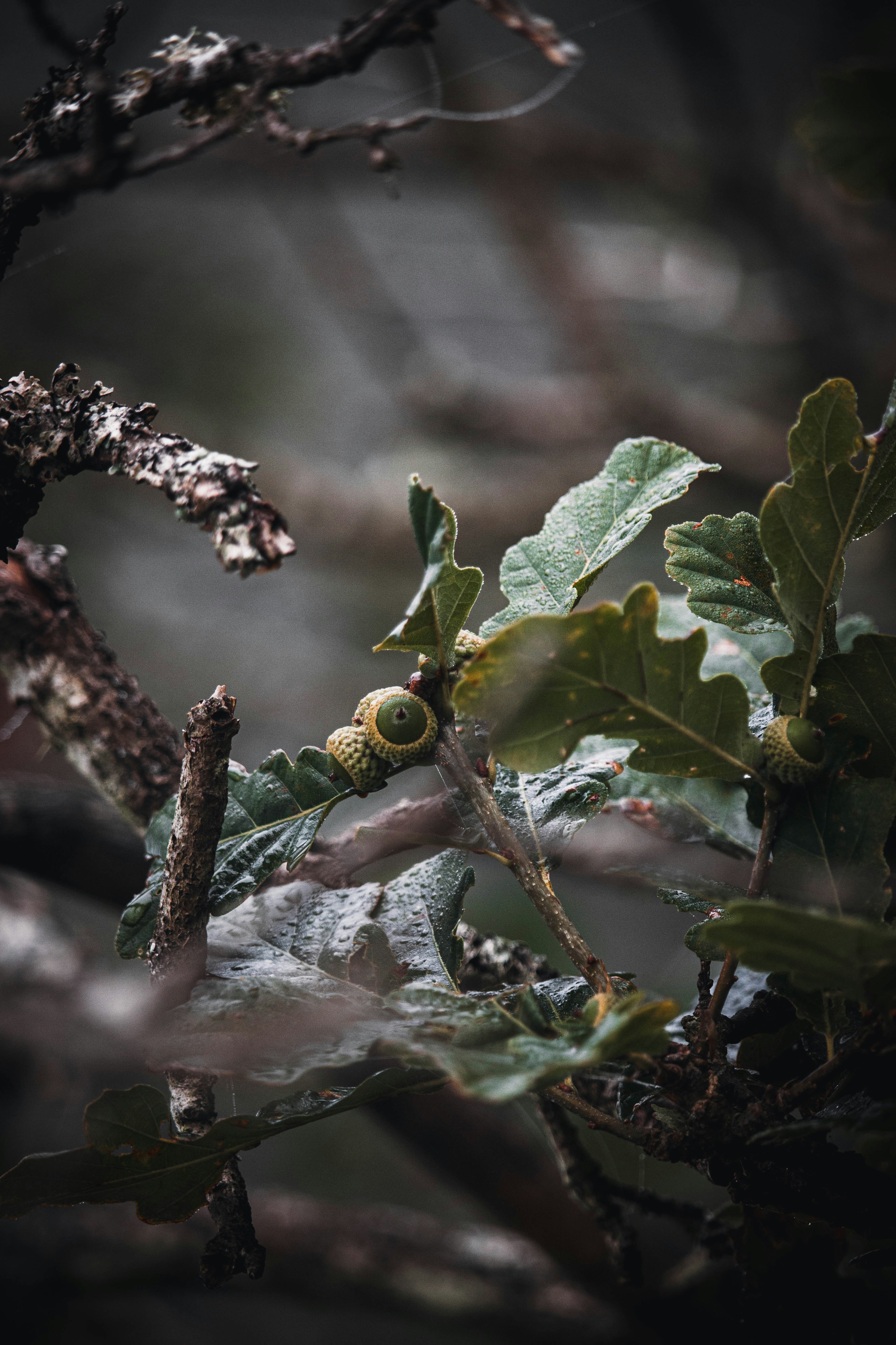 Verdant Acorn Amid Weathered Twigs in Moody Light