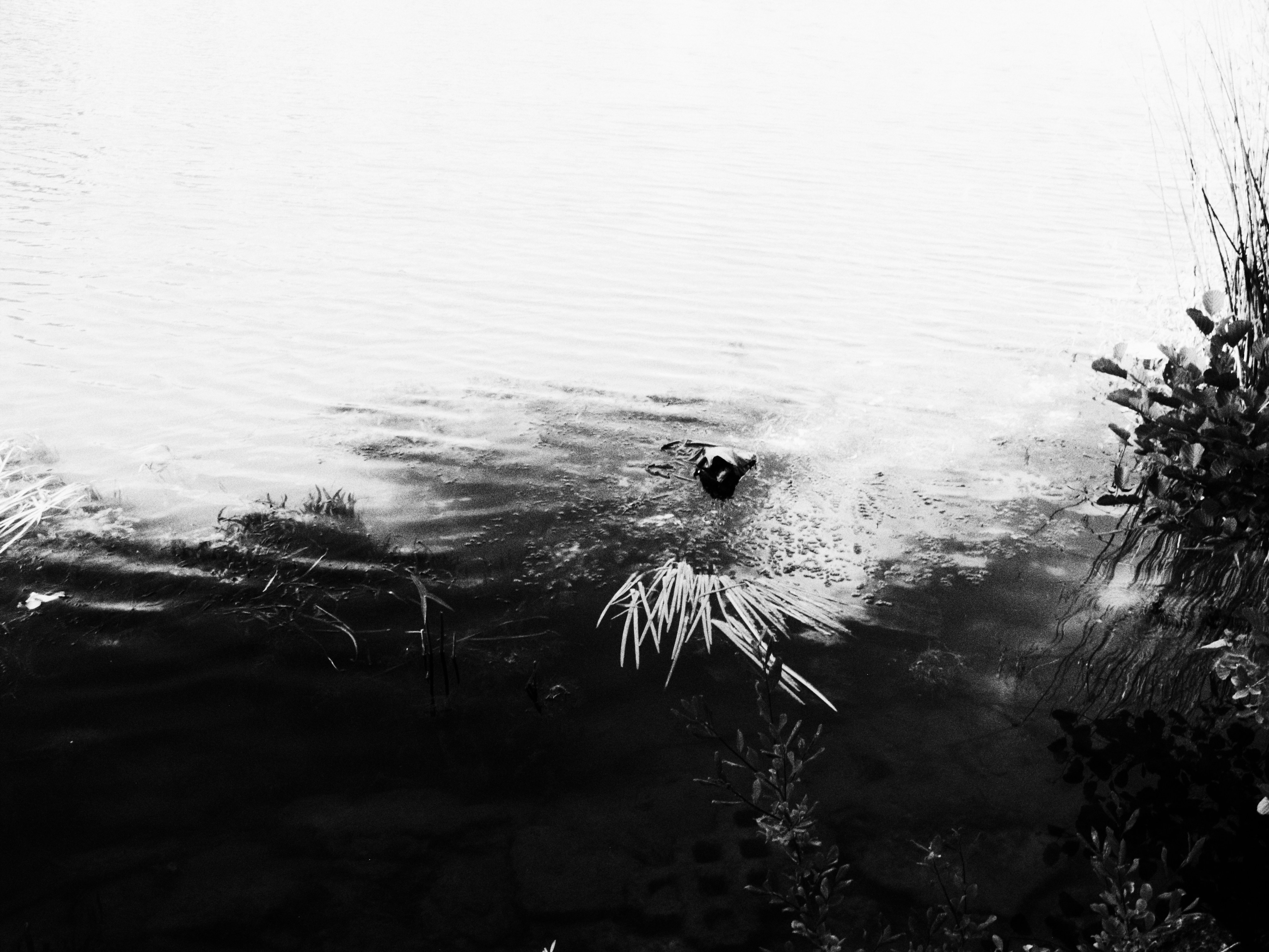 Abstract black and white winter scene with ice crystals.