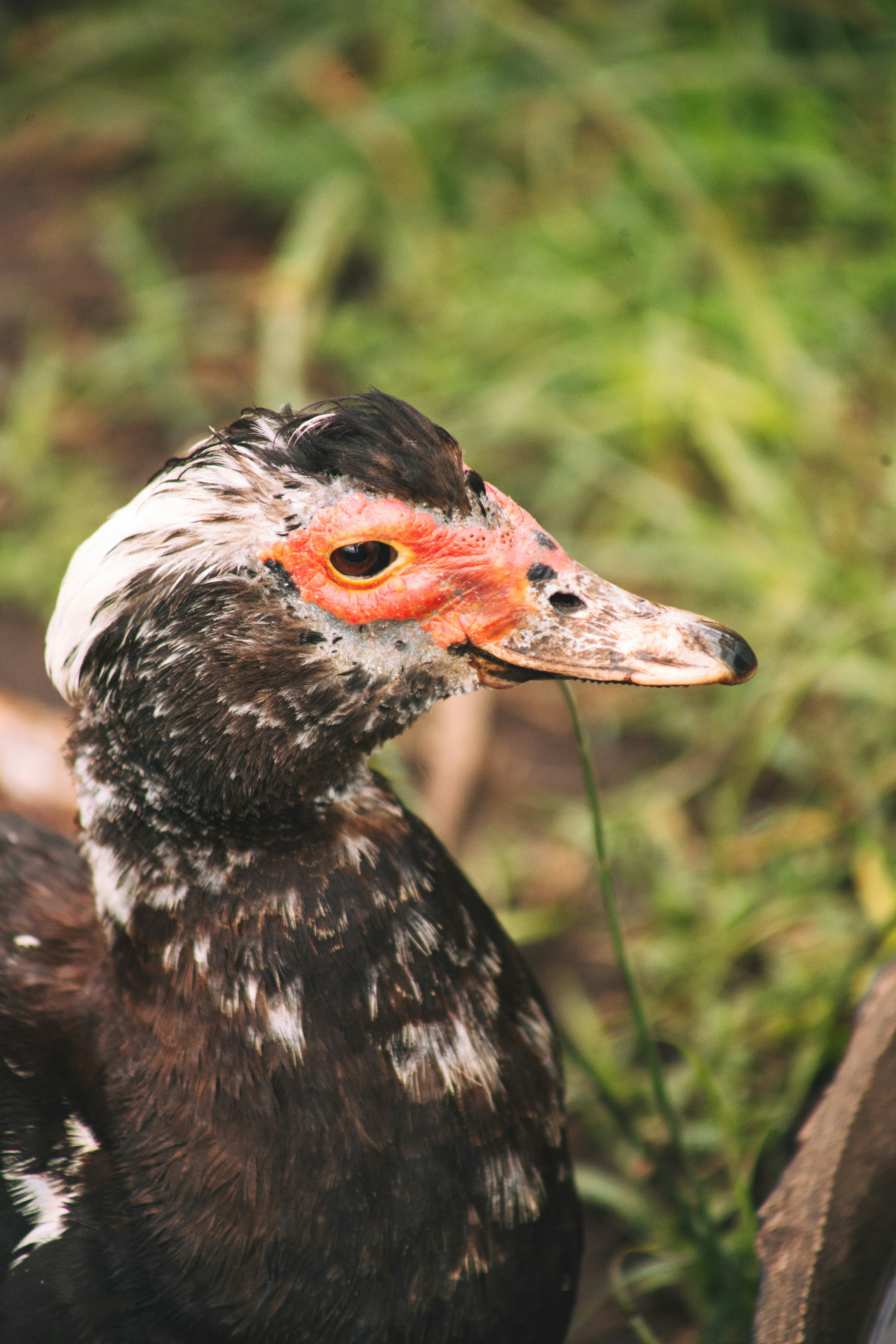 Poultry farming Life | A muscovy duck with distinctive red markings around its eyes.