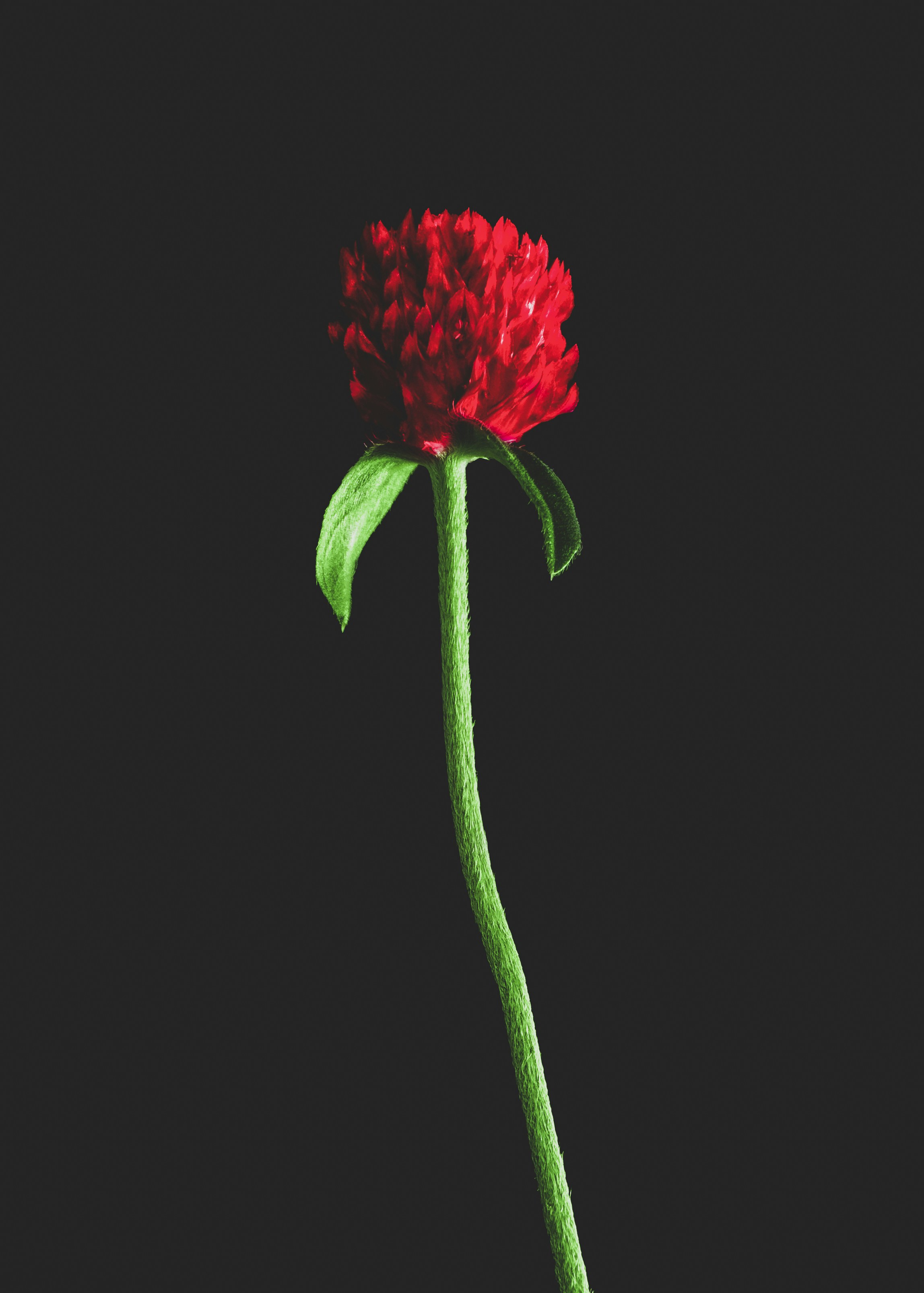 Crimson Elegance: The Singular Bloom