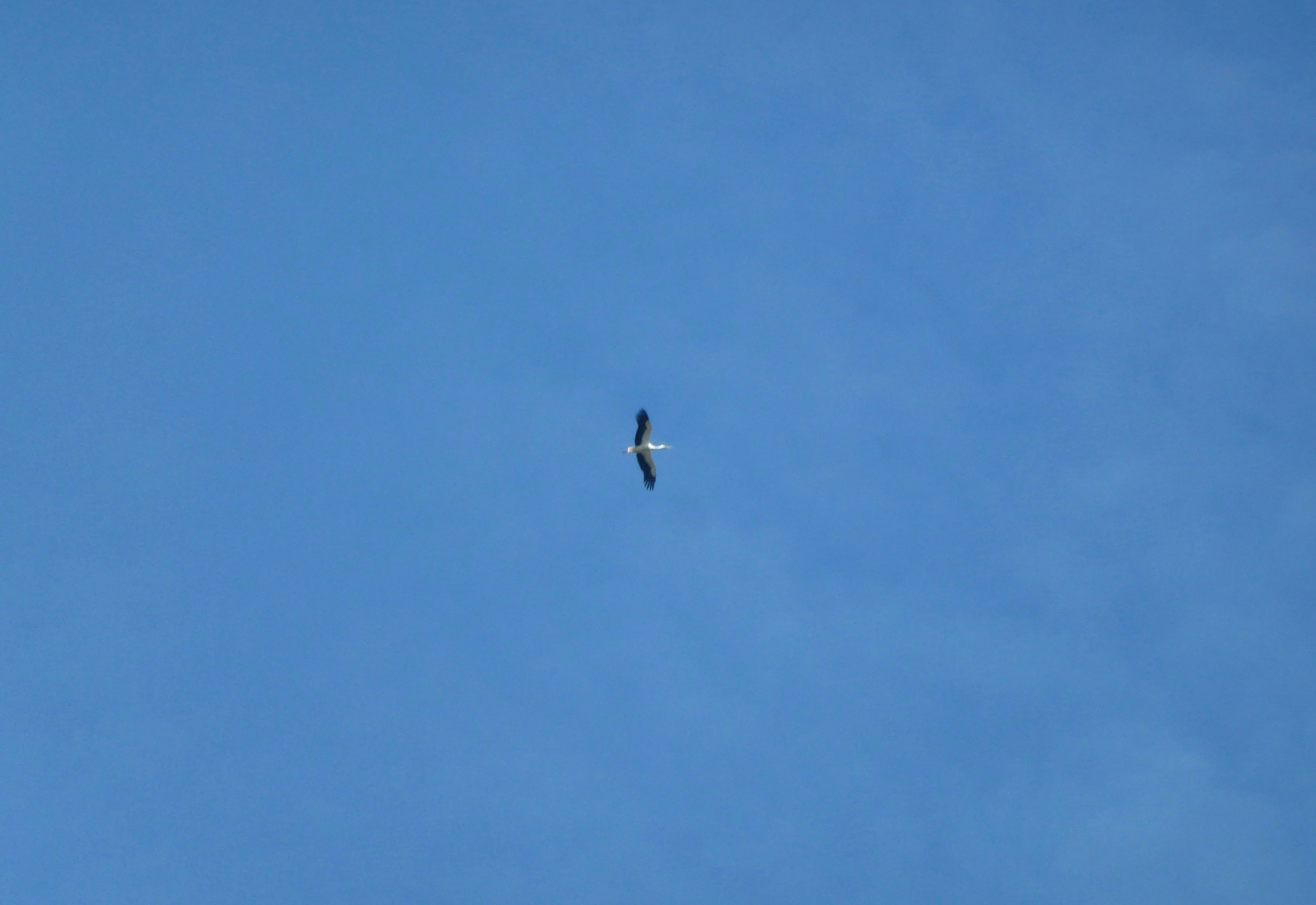 Majestic Flight: The Eagle's Soar