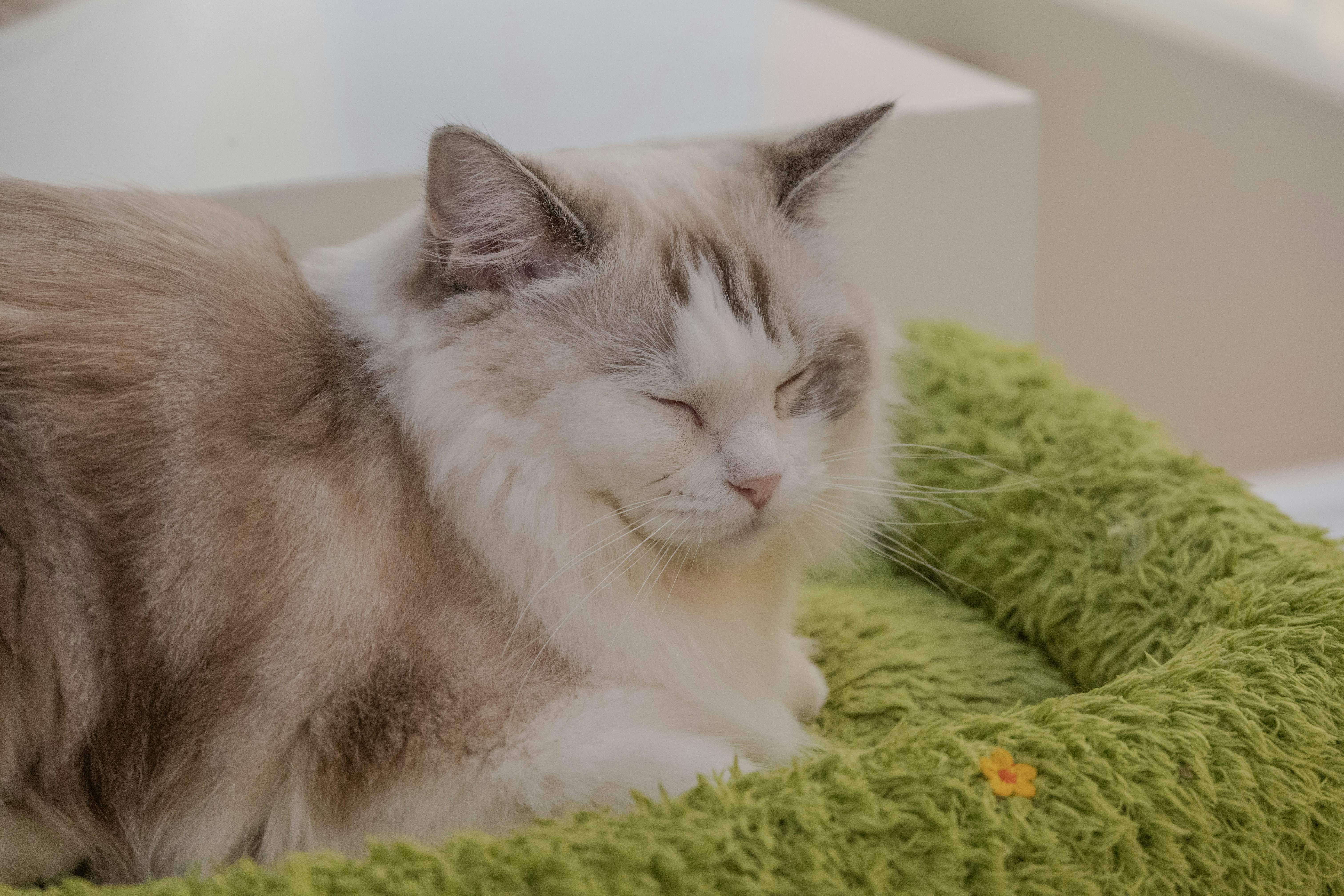 A fluffy cat rests on a green bed.