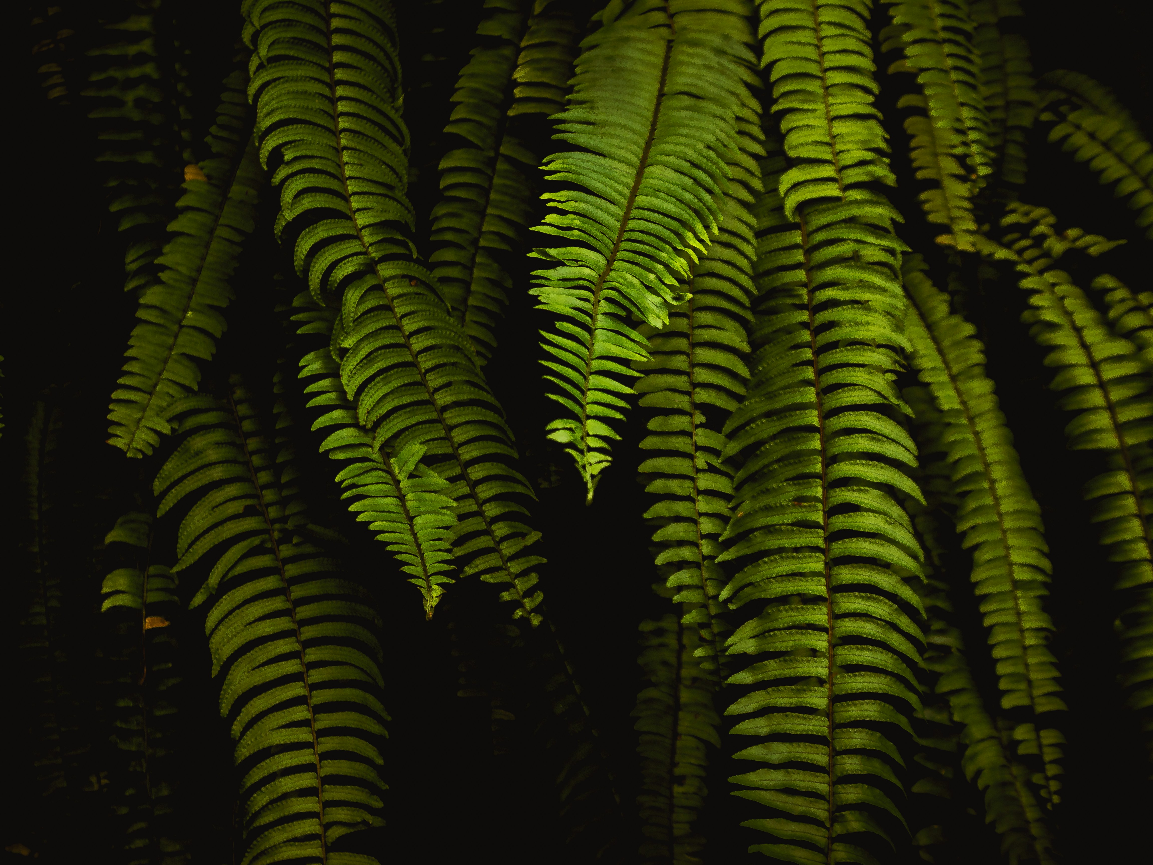 Emerald Ferns Draped in Velvet Darkness