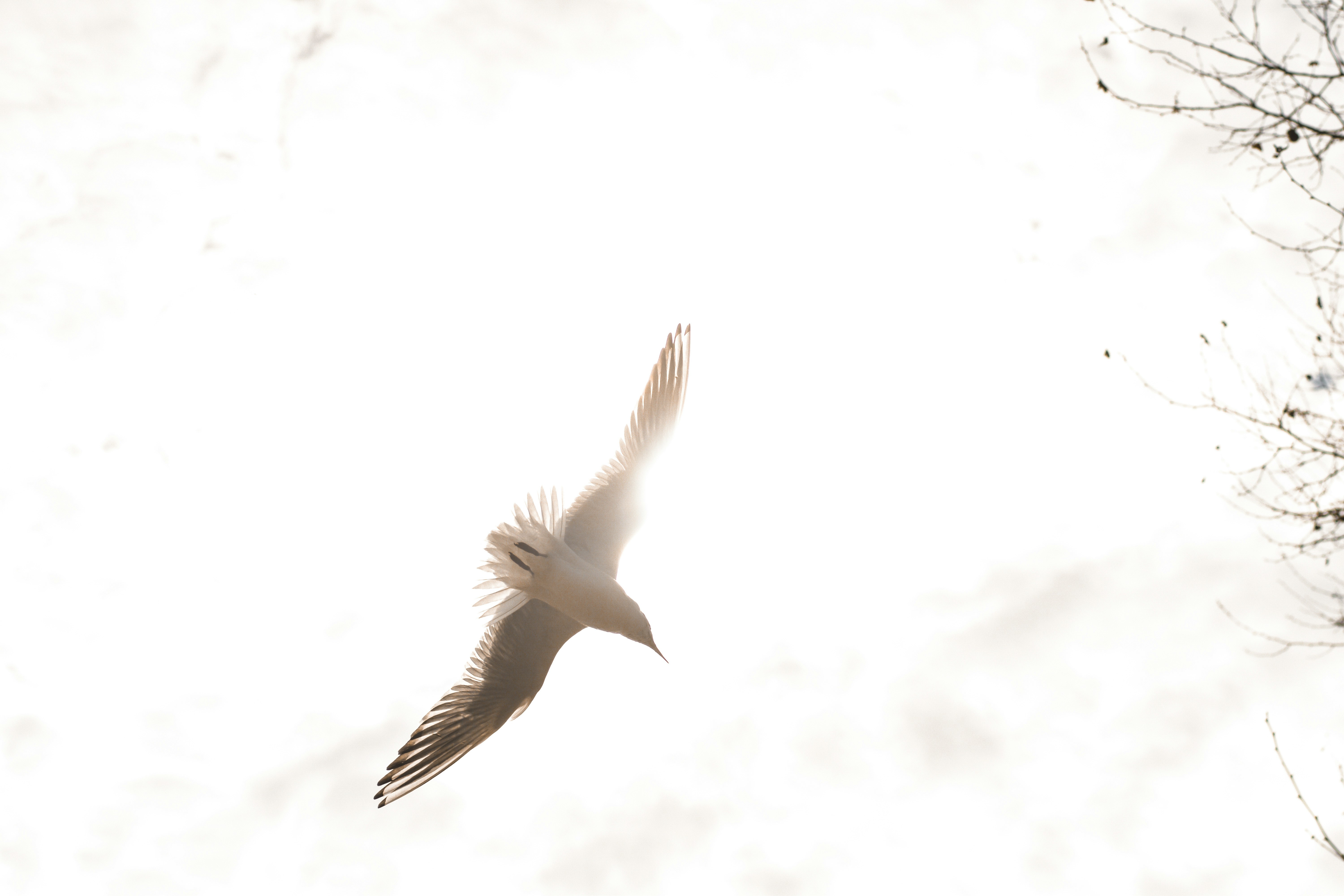 Ethereal Flight: A Bird's Dance Against the Light