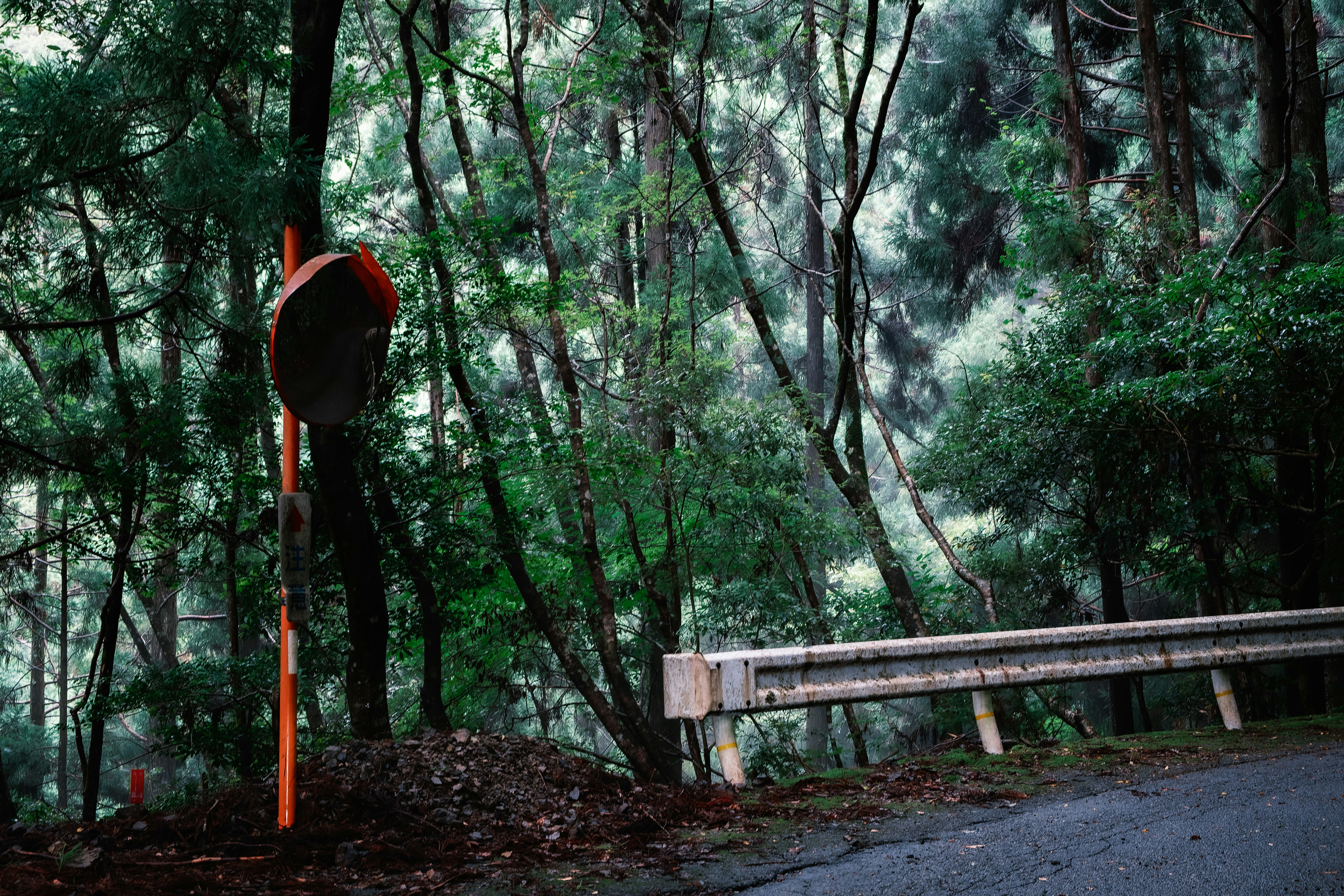 Whispers of the Forest: A Cautionary Tale