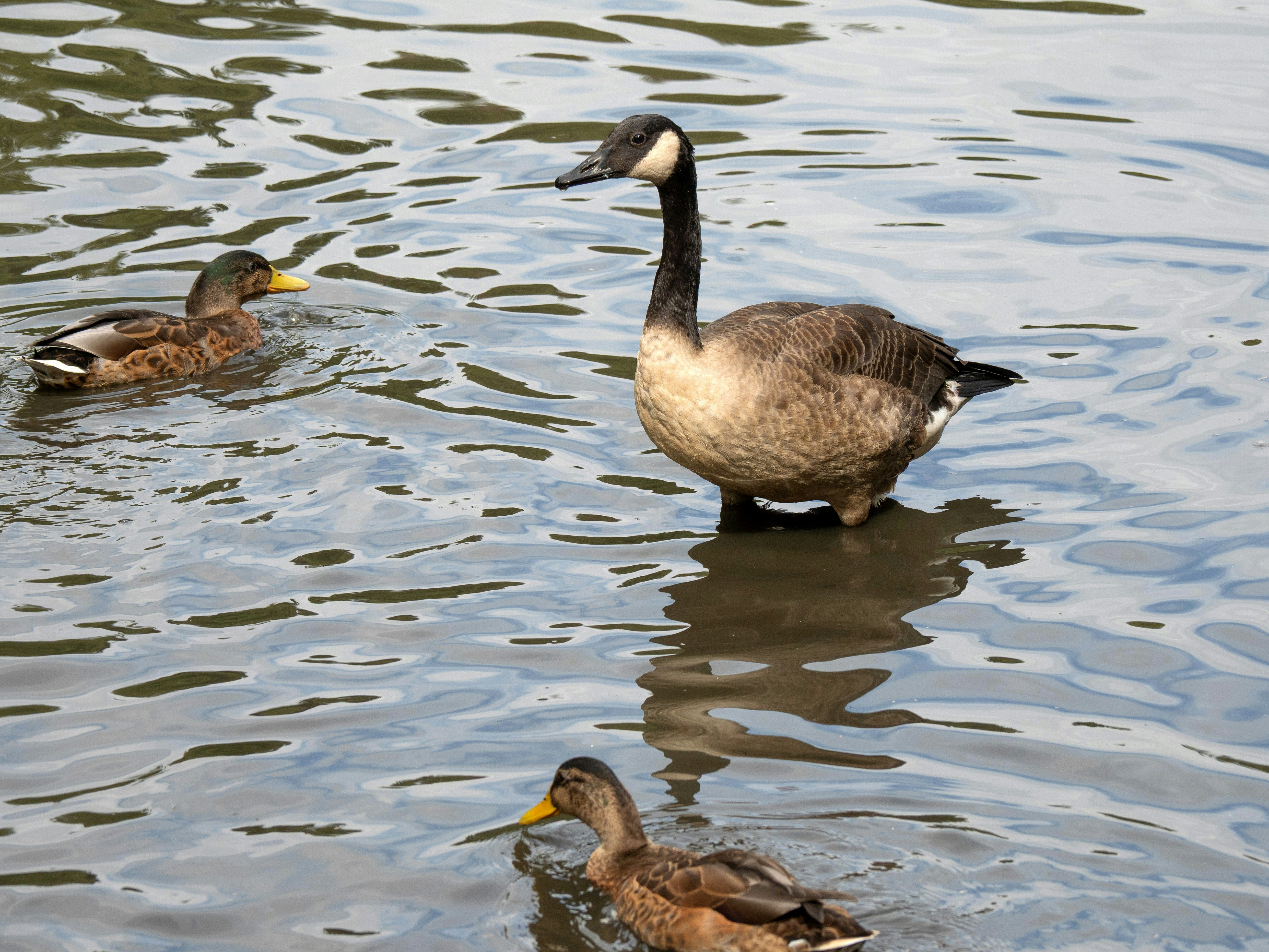 A Canada goose stands majestically in the water, surrounded by two ducks swimming nearby. The tranquil scene captures the essence of nature's coexistence.