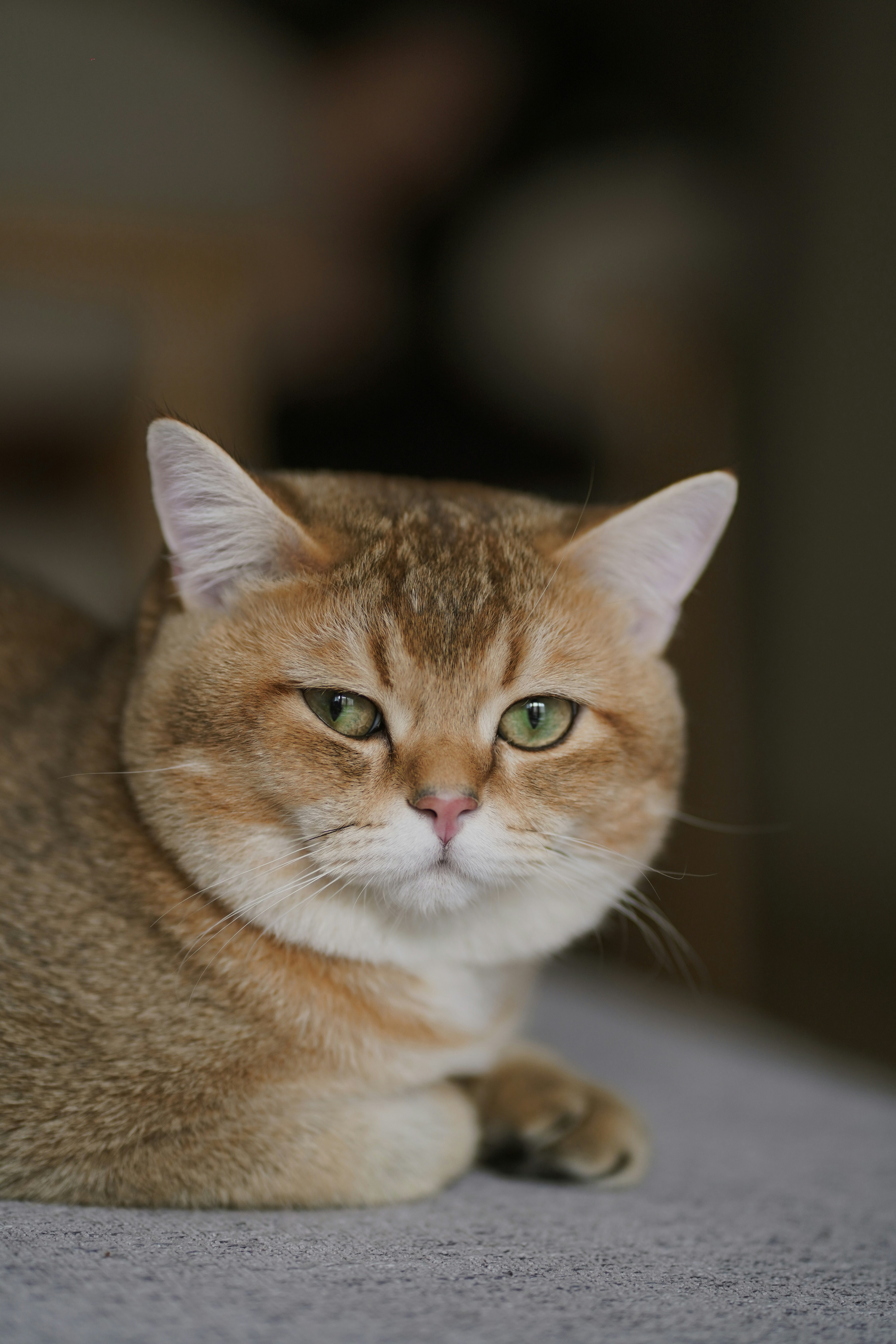 British Golden Shorthair cat named "Persik" which means "peach" in russian | A golden cat with green eyes rests indoors.