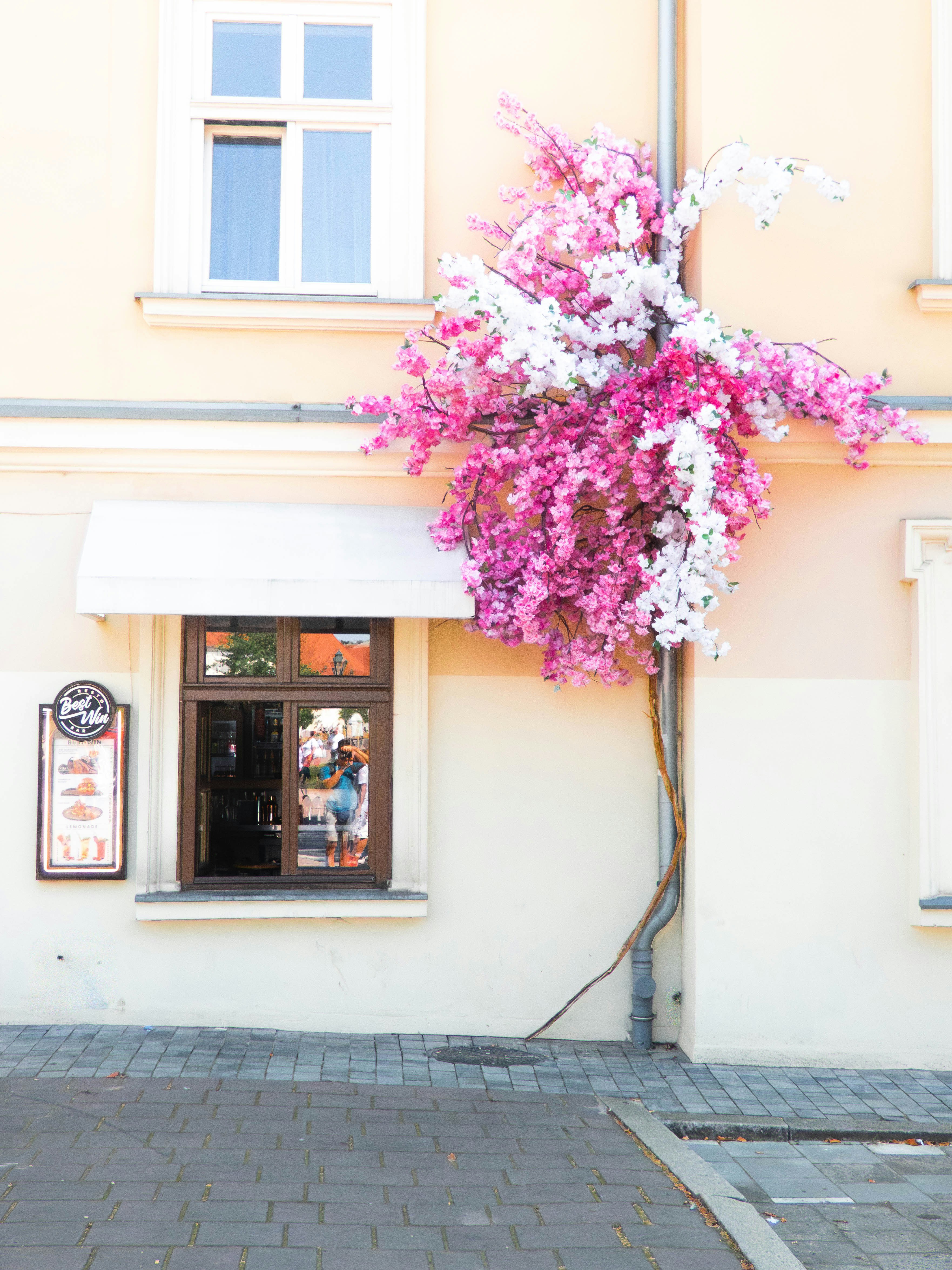 A building facade in Krakow with a window and a white awning has a large arrangement of pink and white artificial flowers attached to the wall. A restaurant menu is displayed next to the window, and reflections of people are visible in the glass. The sidewalk and street are in the foreground.