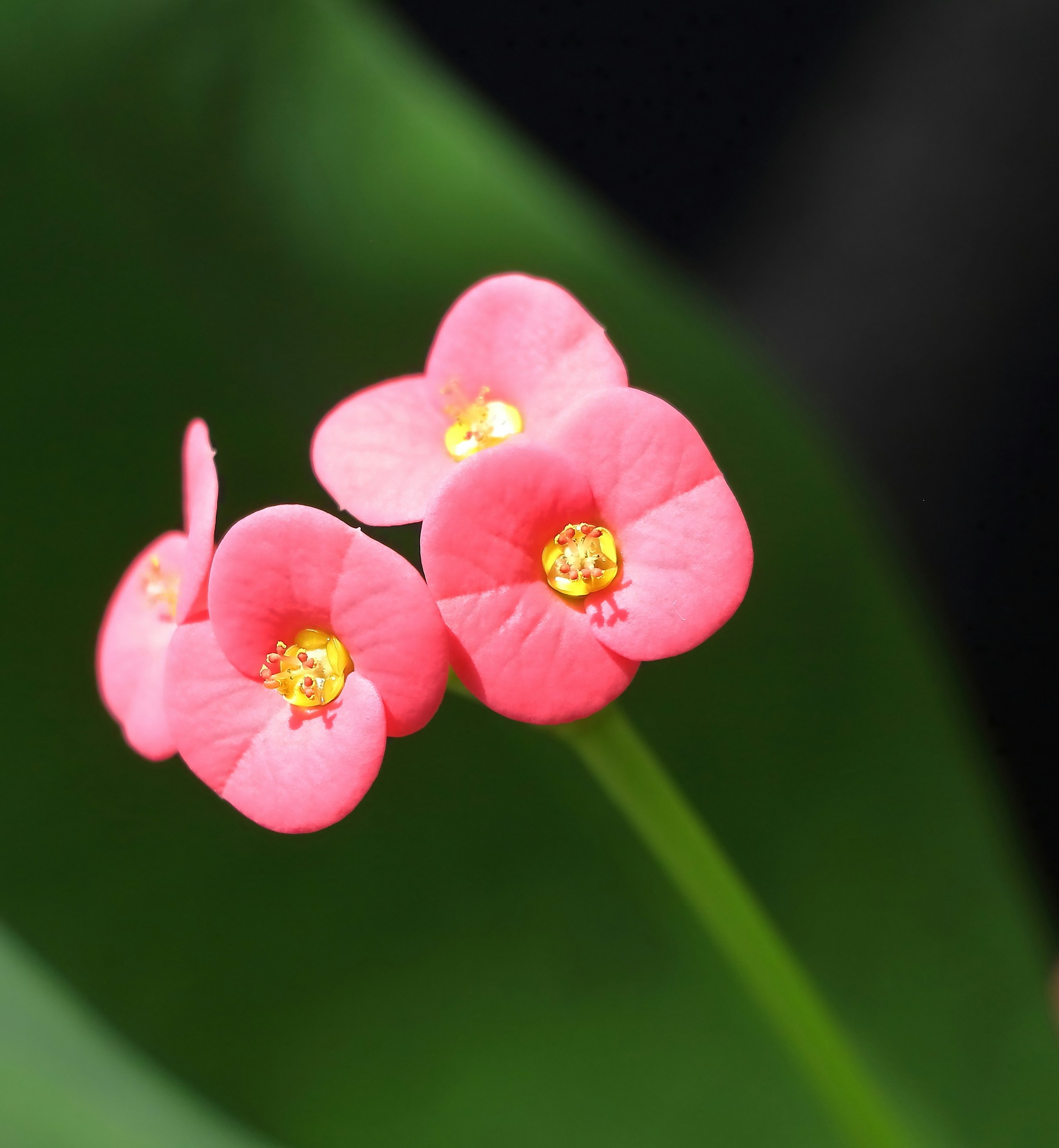 Delicate Harmony of Pink Petals
