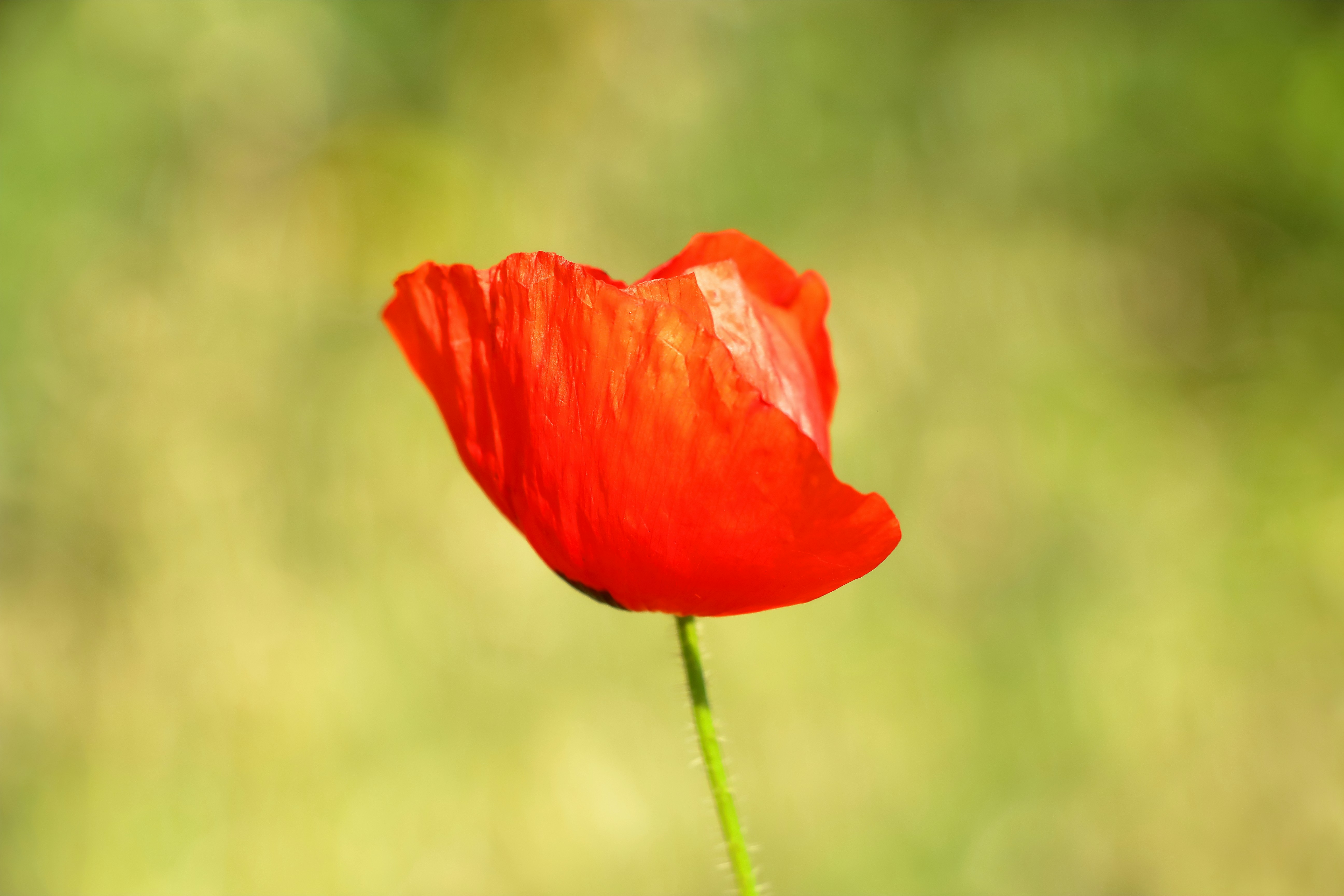 A single red poppy flower with a green stem.
