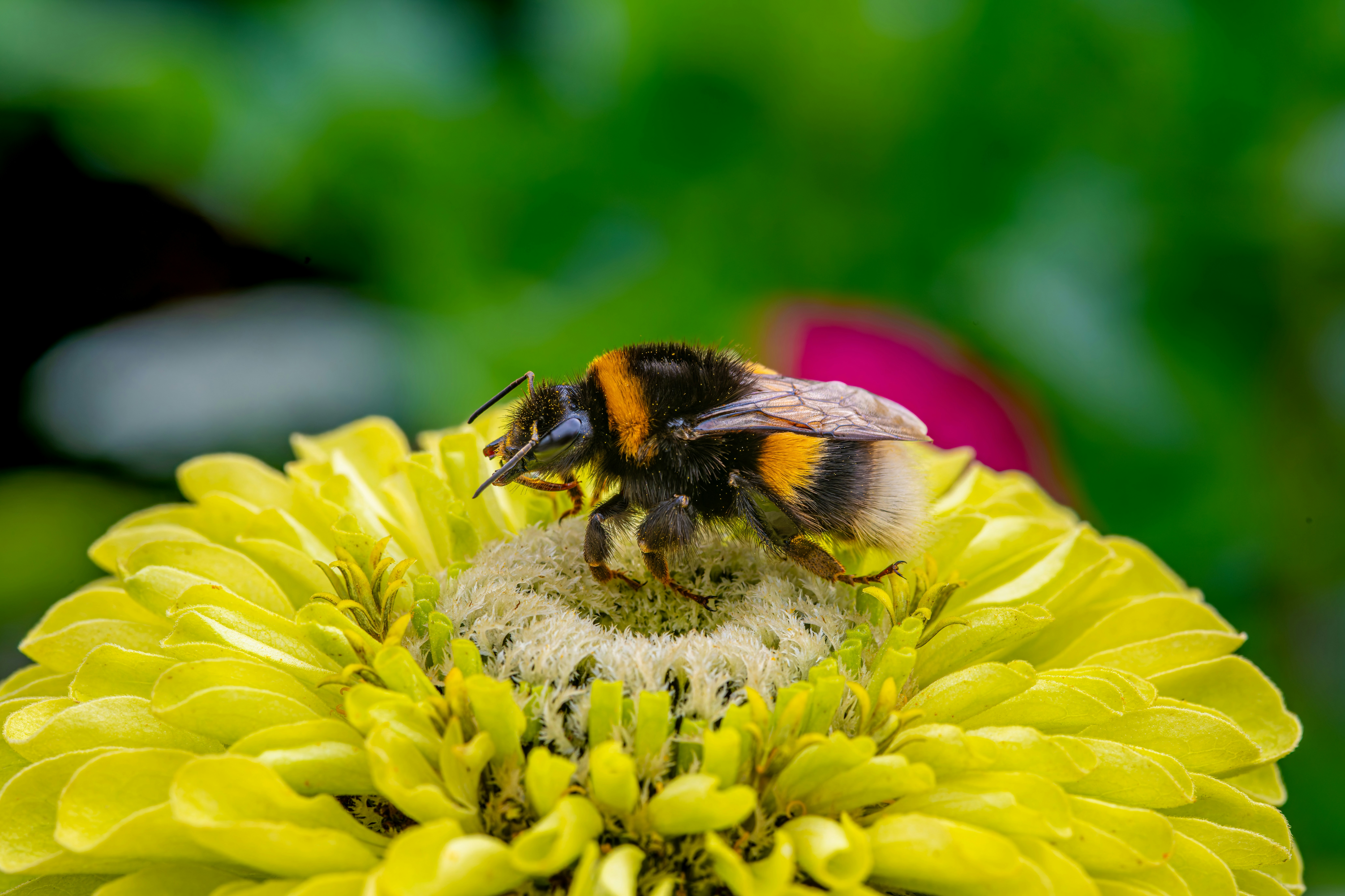 A bumblebee rests on a bright yellow flower.
