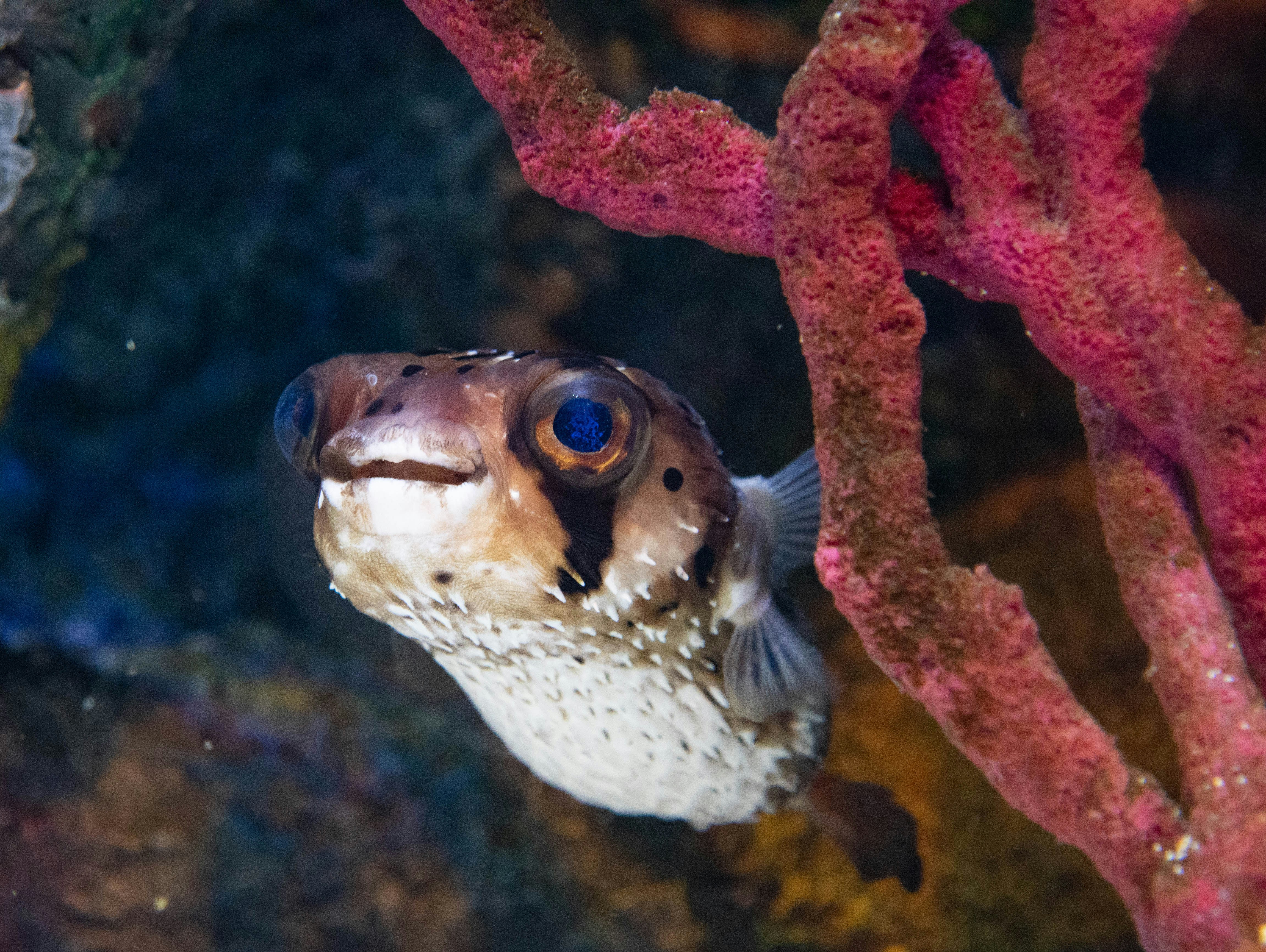 A close-up view of a pufferfish with large, expressive eyes and a distinctive, spiny body surrounded by vibrant, coral-like structures in the background. Photo courtesy of Moody Gardens https://www.moodygardens.com/ | A pufferfish with large blue eyes swims near coral.