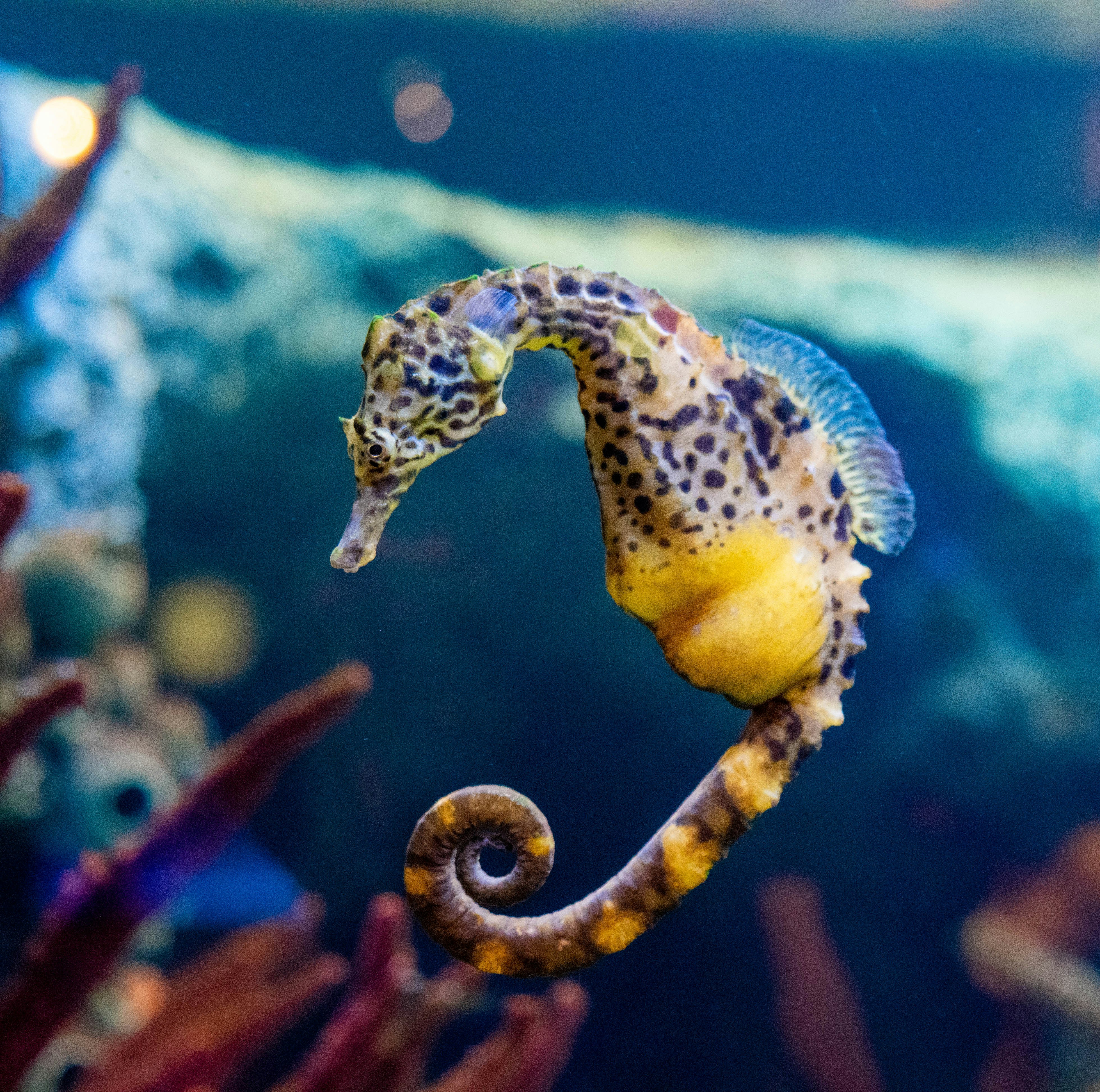 Pot-bellied Seahorse at Moody Gardens Aquarium, Galveston, Texas. A colorful seahorse with a distinctive spotted pattern swims against a vibrant blue underwater backdrop. Photo courtesy of Moody Gardens https://www.moodygardens.com/ | A spotted seahorse swims in blue water.