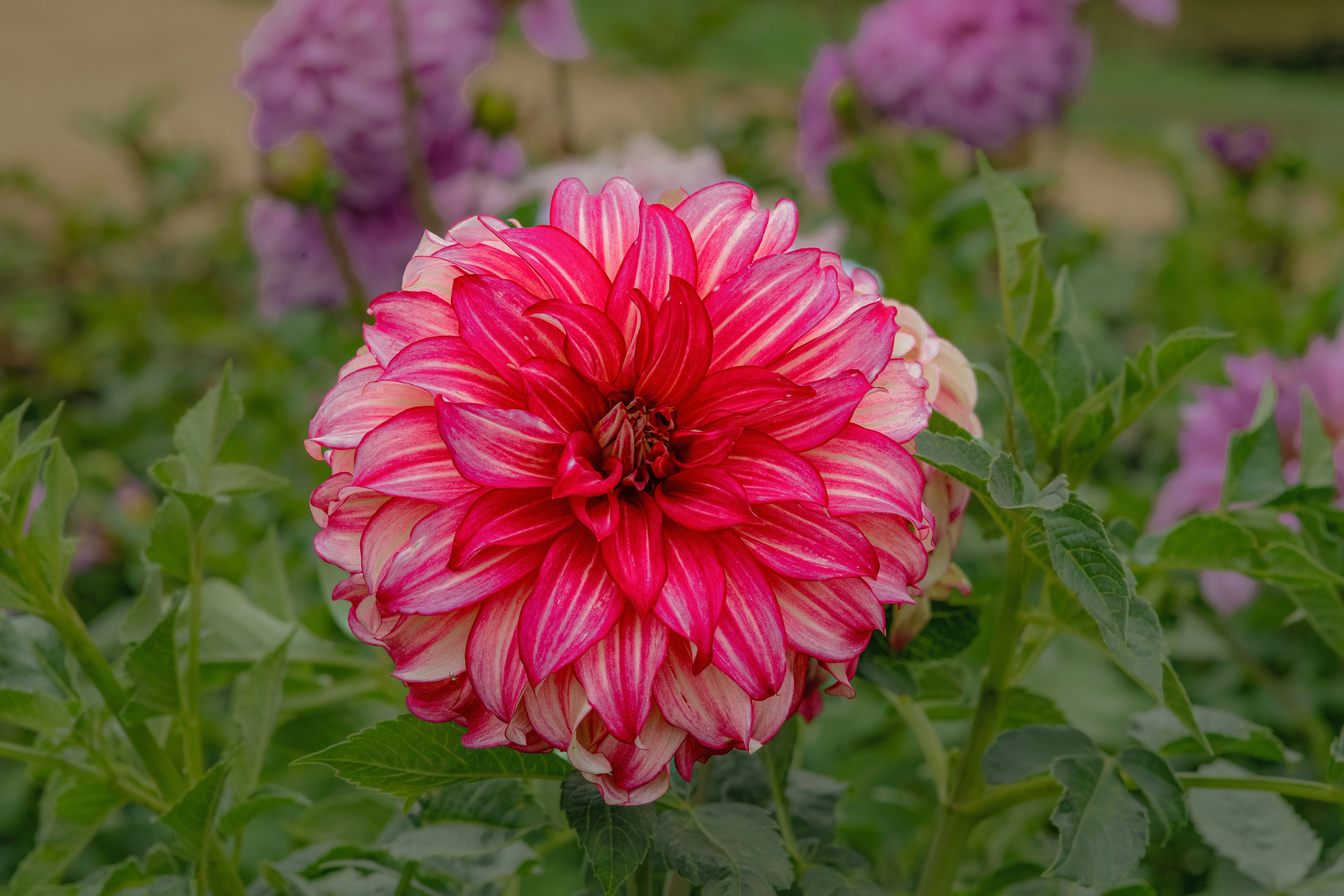A bright pink and white dahlia flower in bloom.