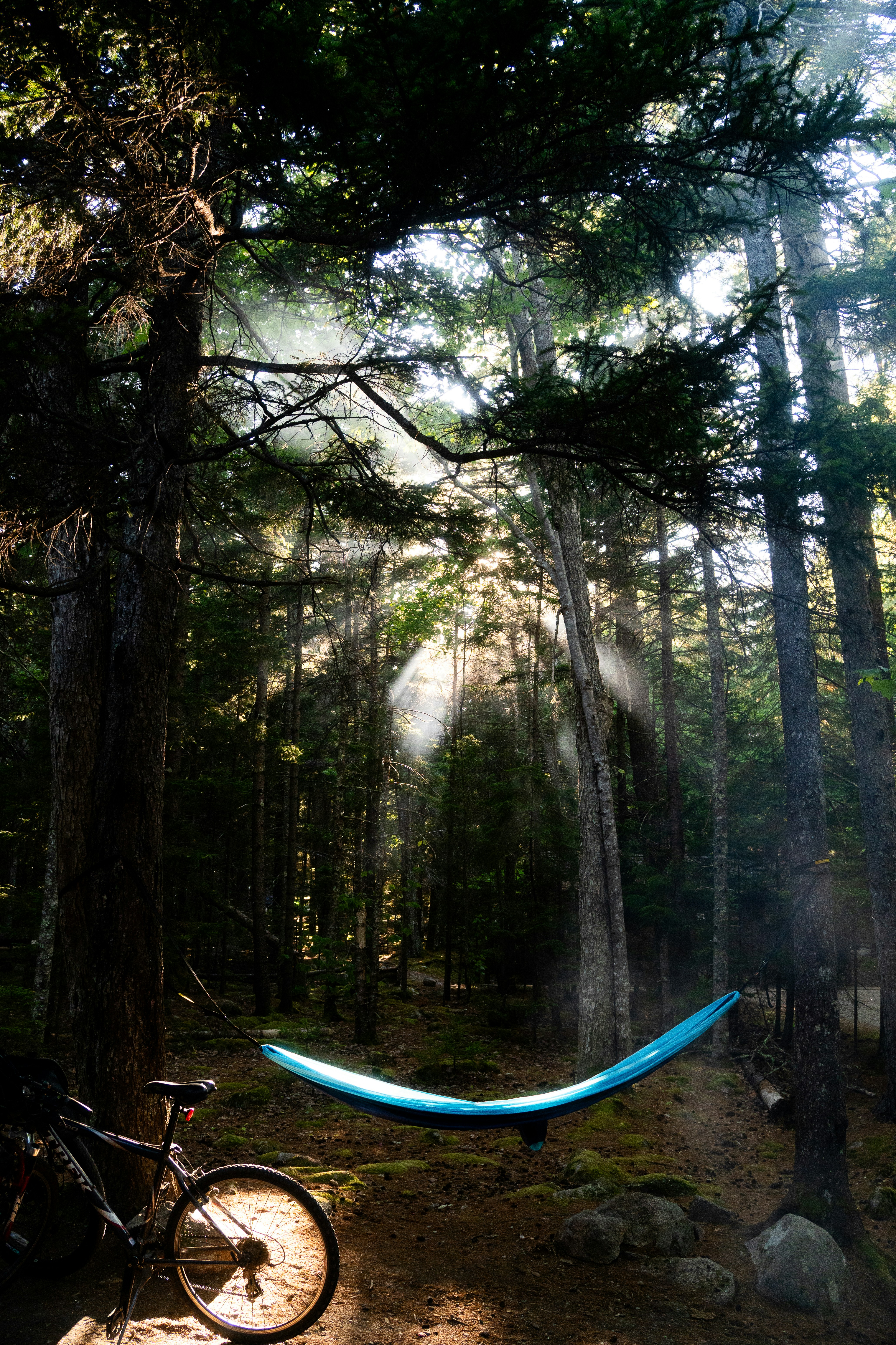 Serenity in the Canopy: A Moment of Tranquility